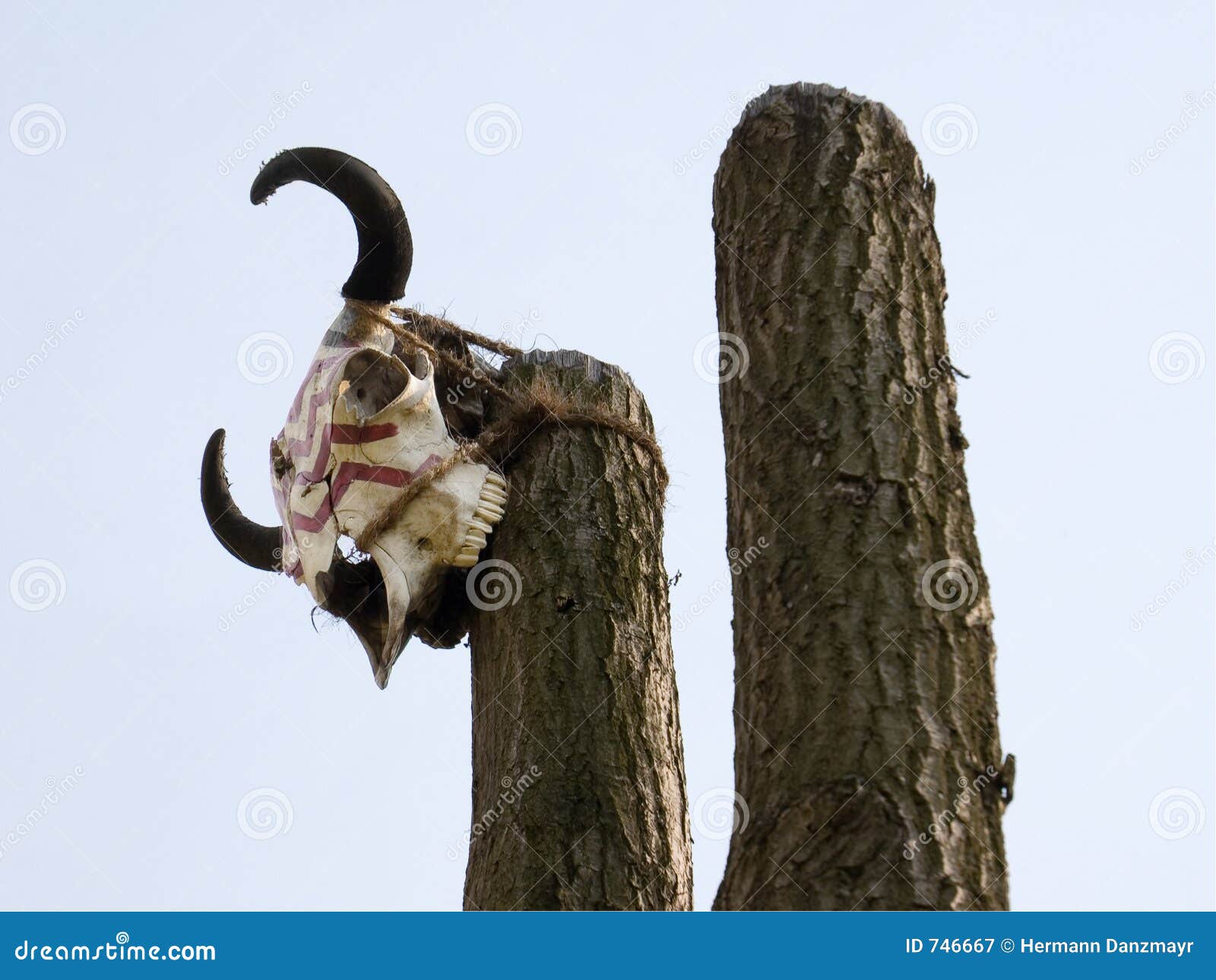 Skull stock image. Image of white, stake, creepy, steer - 746667