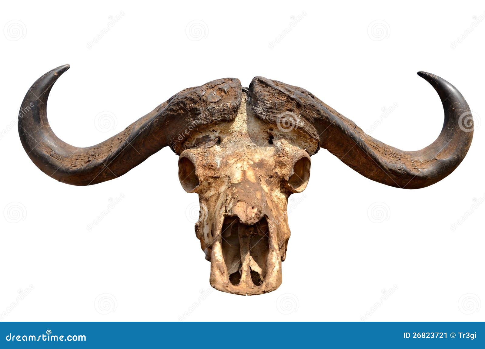 Skull of African Buffalo Isolated on White Stock Illustration ...