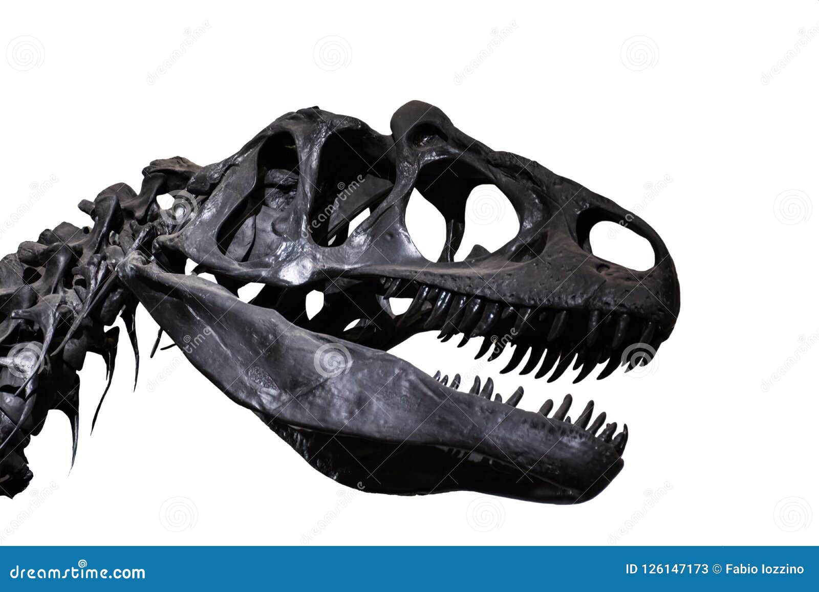 Allosaurus Skull Front