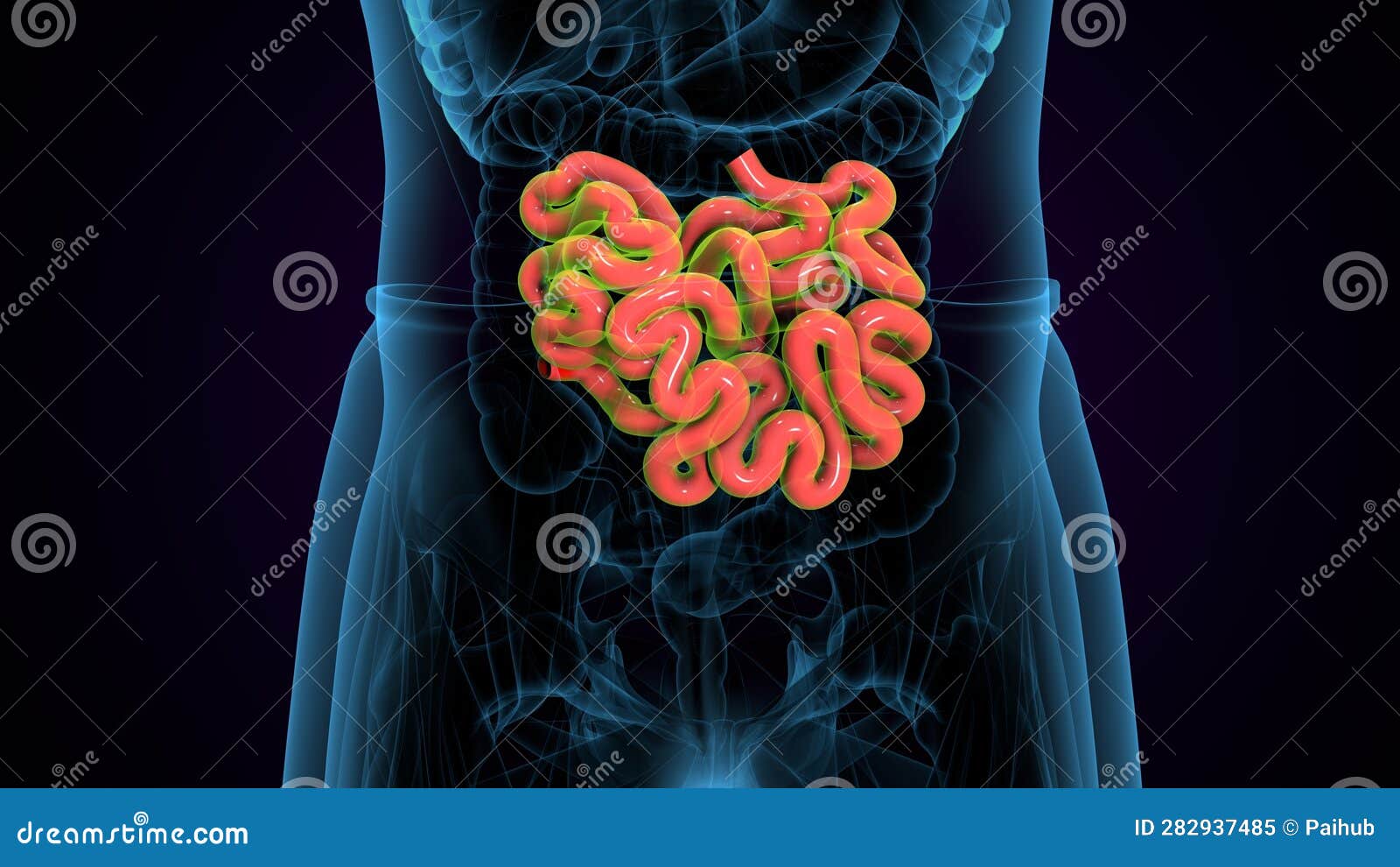 Male Digestive System Inner Parts Anatomy. 3d Render Stock Illustration ...
