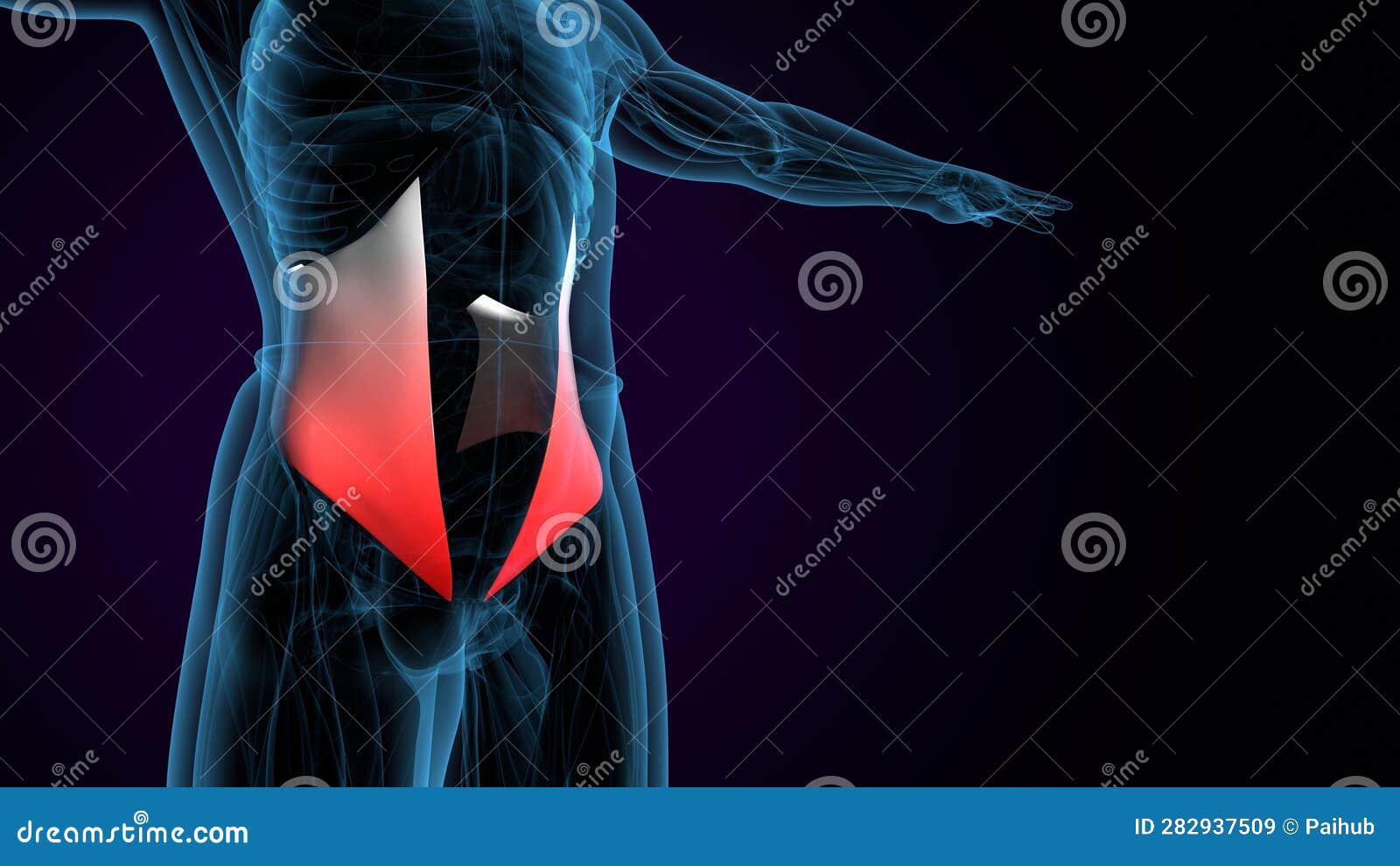 Male Digestive System Inner Parts Anatomy. 3d Render Stock Illustration ...