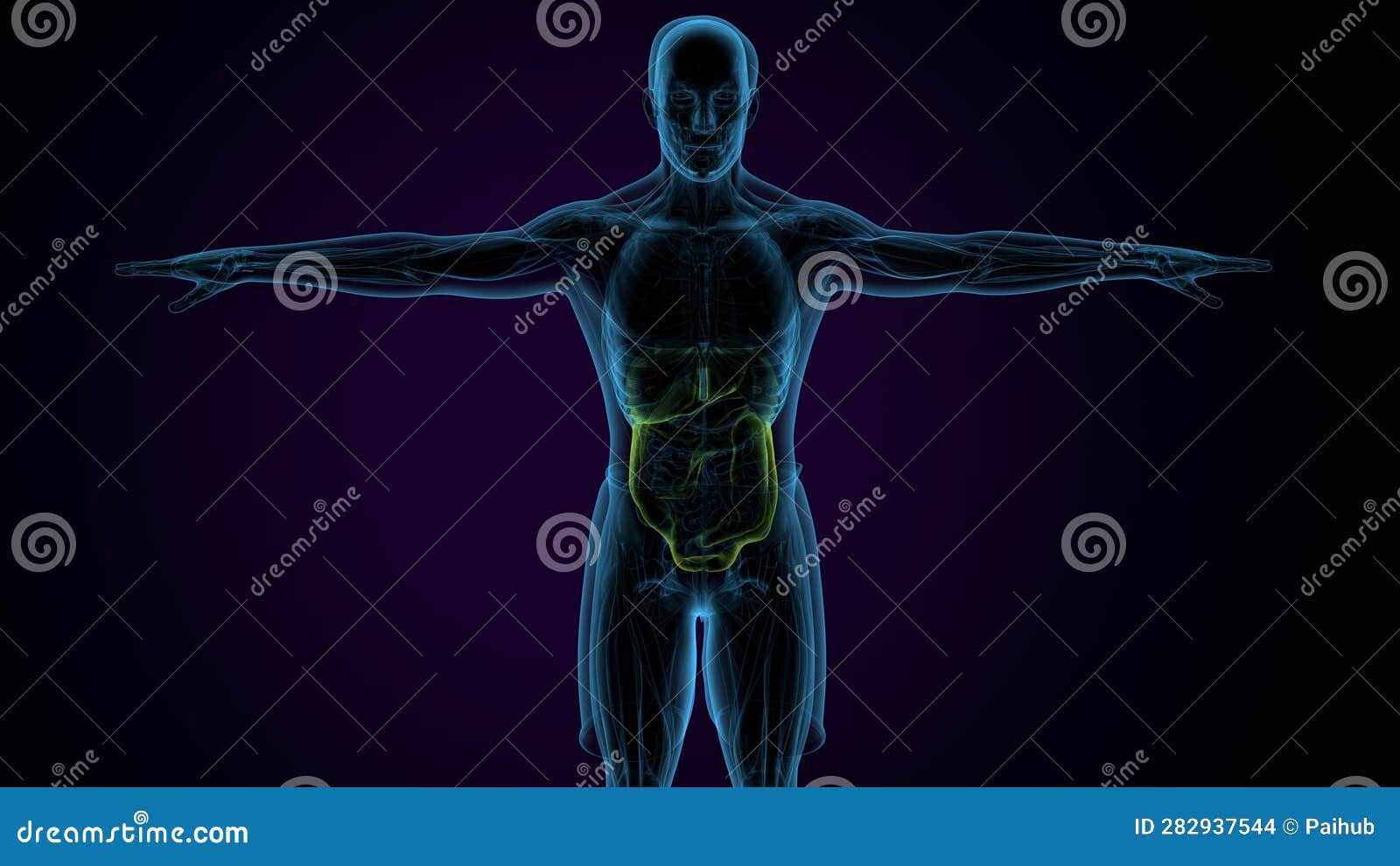 Male Digestive System Inner Parts Anatomy. 3d Render Stock Illustration ...