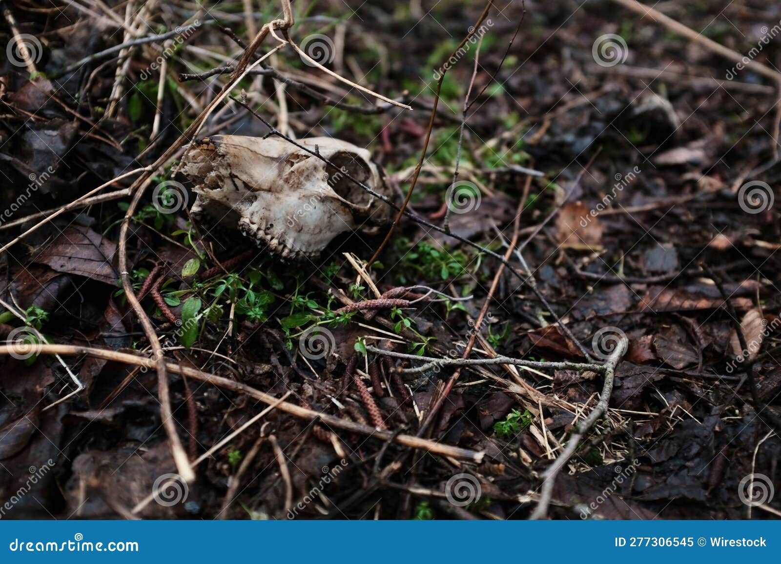 Skull of an Animal on the Wet Ground Stock Image - Image of damp, bones ...