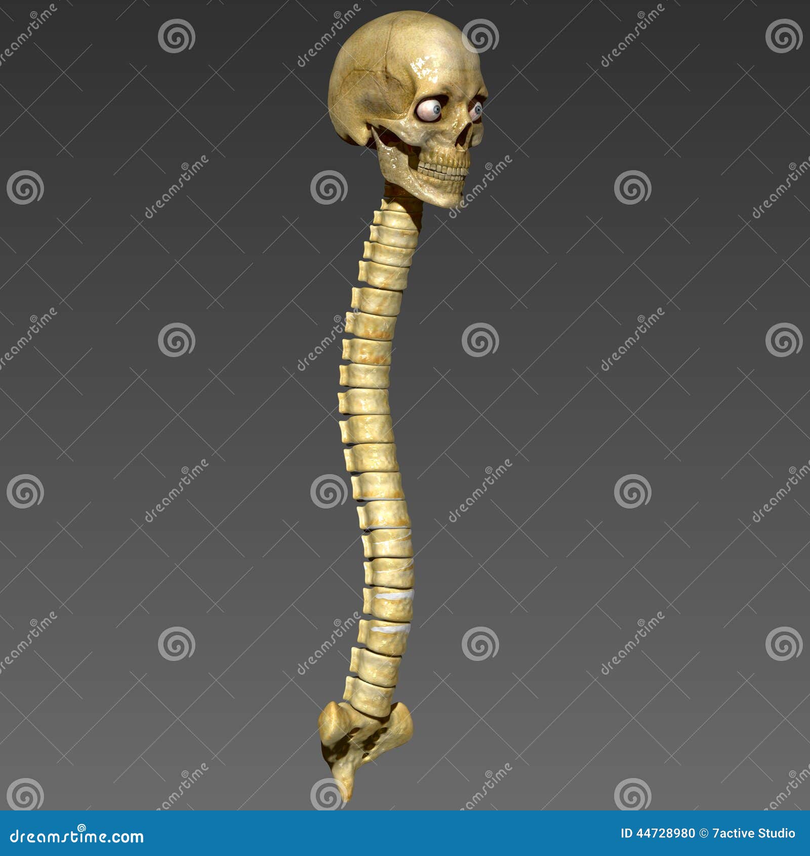 Skull With Backbone Stock Photo | CartoonDealer.com #44728980