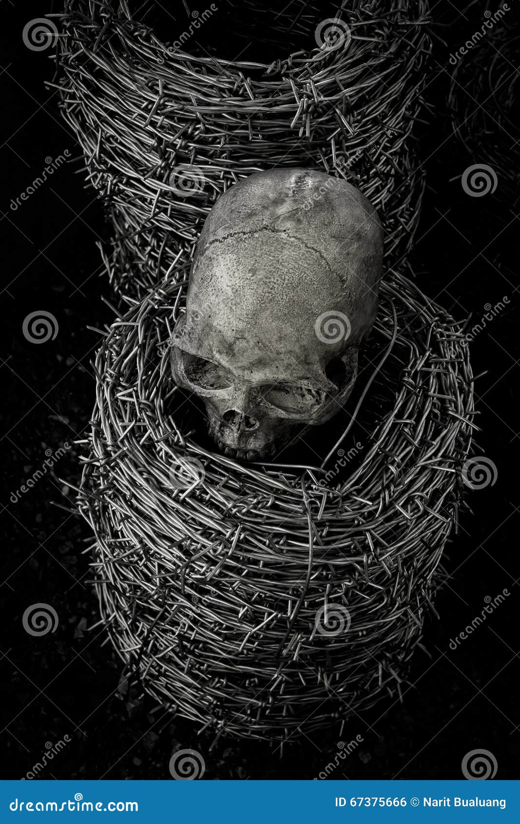 Skull and barb wire stock photo. Image of ghost, human - 67375666