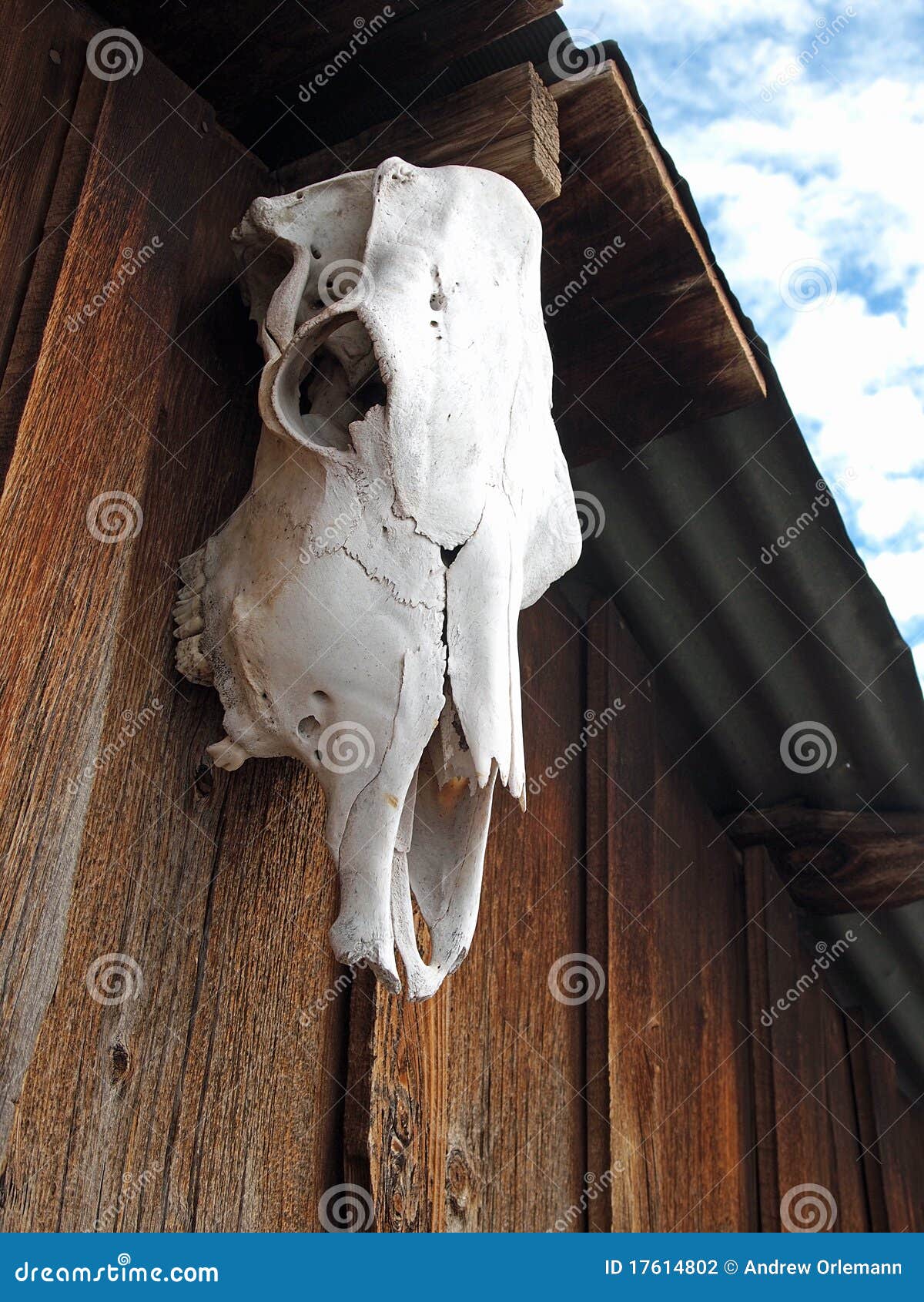 Skull on Barn stock photo. Image of bones, animal, skull - 17614802
