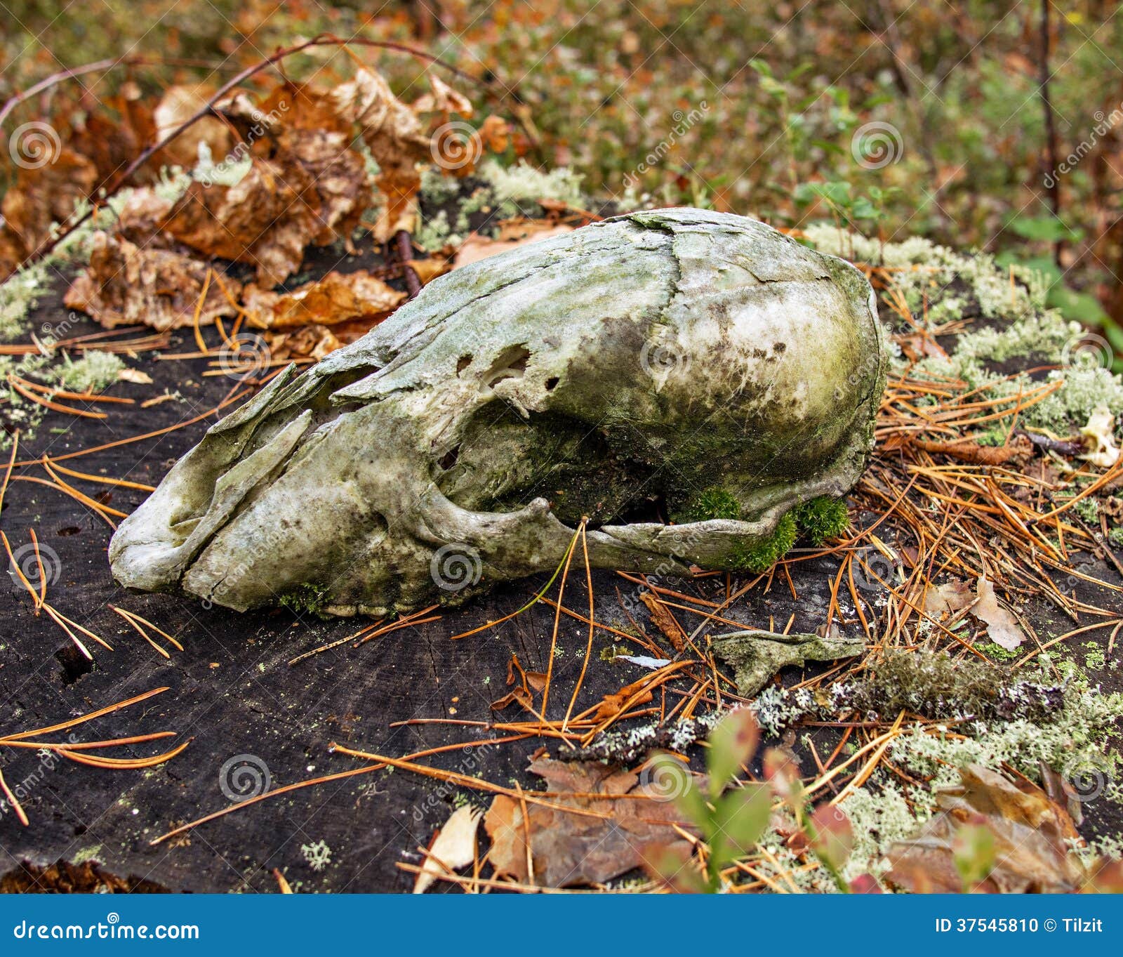 Skull beast of prey stock photo. Image of blockhead, fate - 37545810