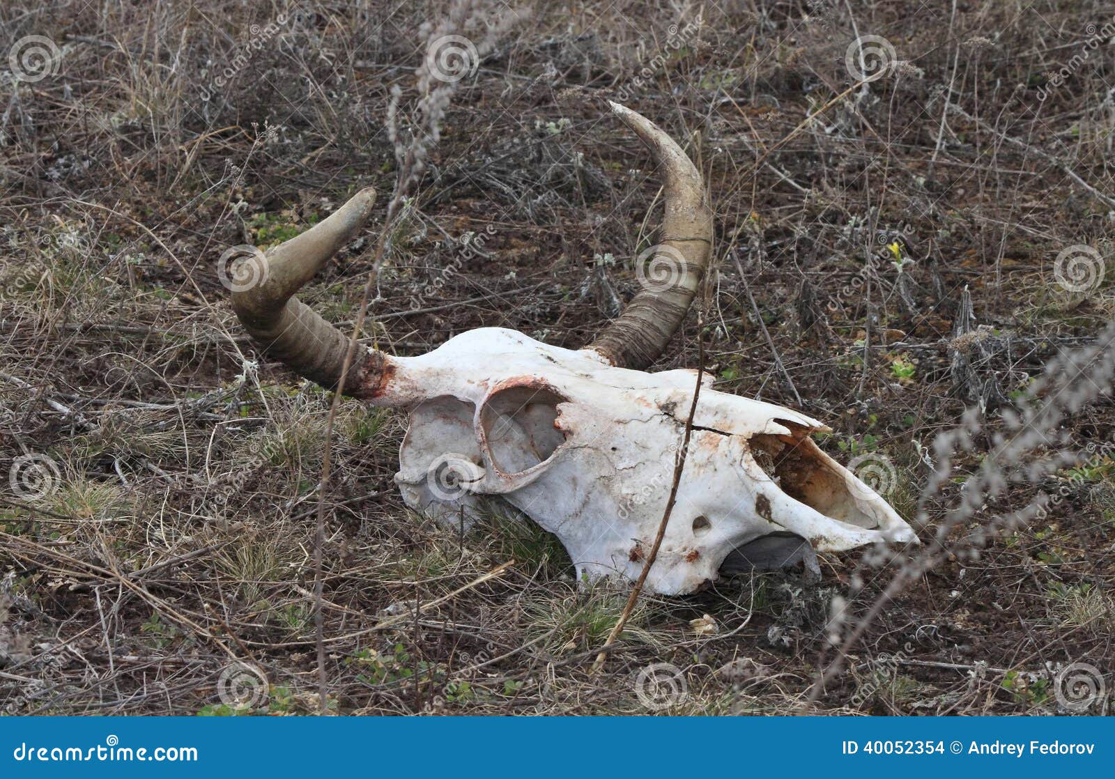 Skull beef cattle stock photo. Image of loss, horn, burial - 40052354