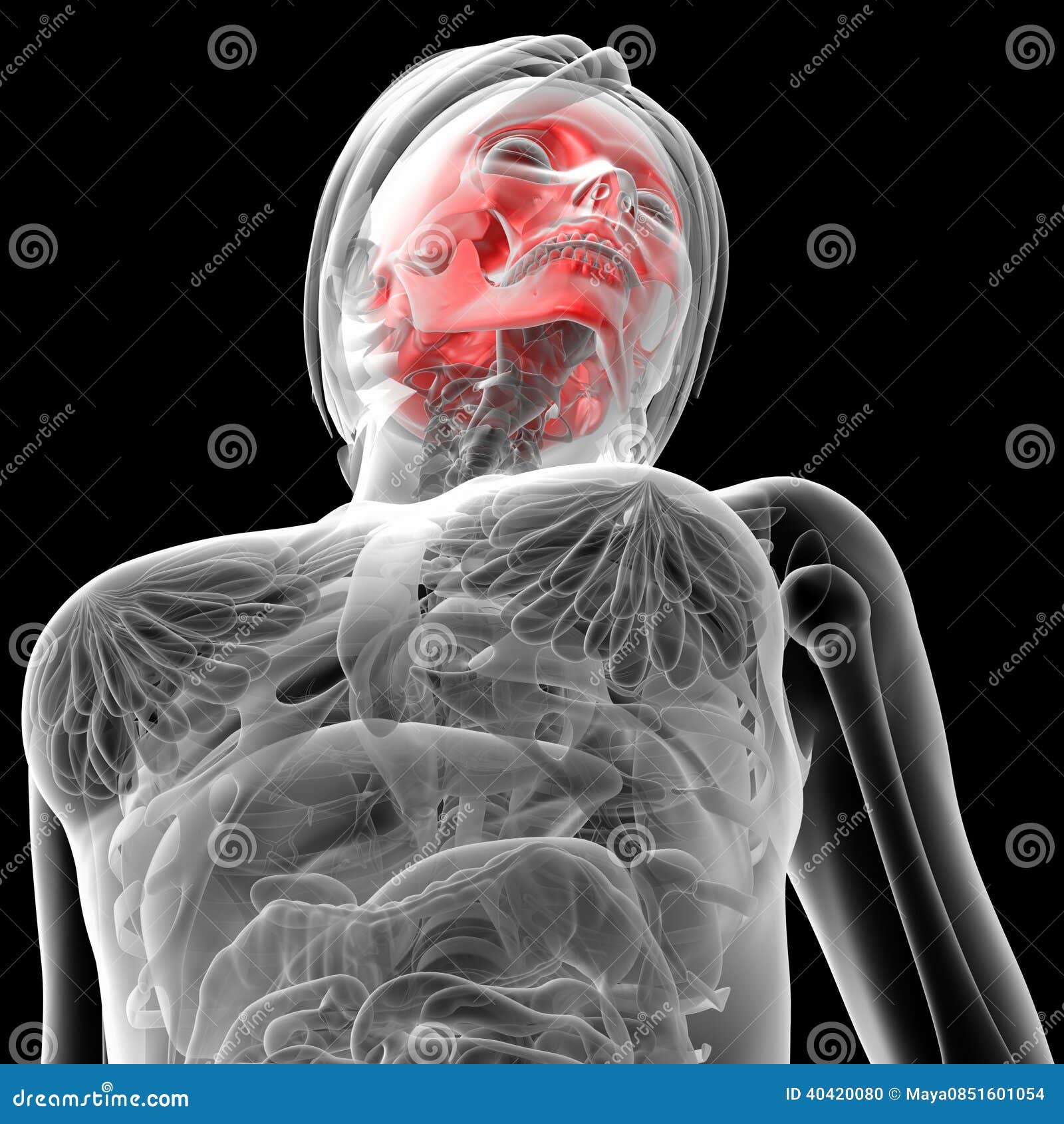 Female Maxilla - Skull Anatomy Stock Image | CartoonDealer.com #47171755