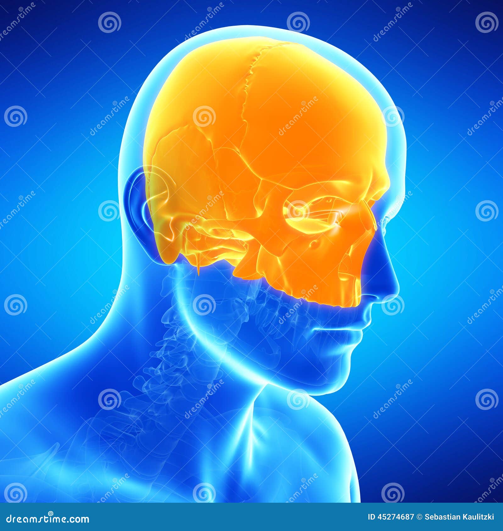 The skull bone stock illustration. Illustration of biology - 45274687