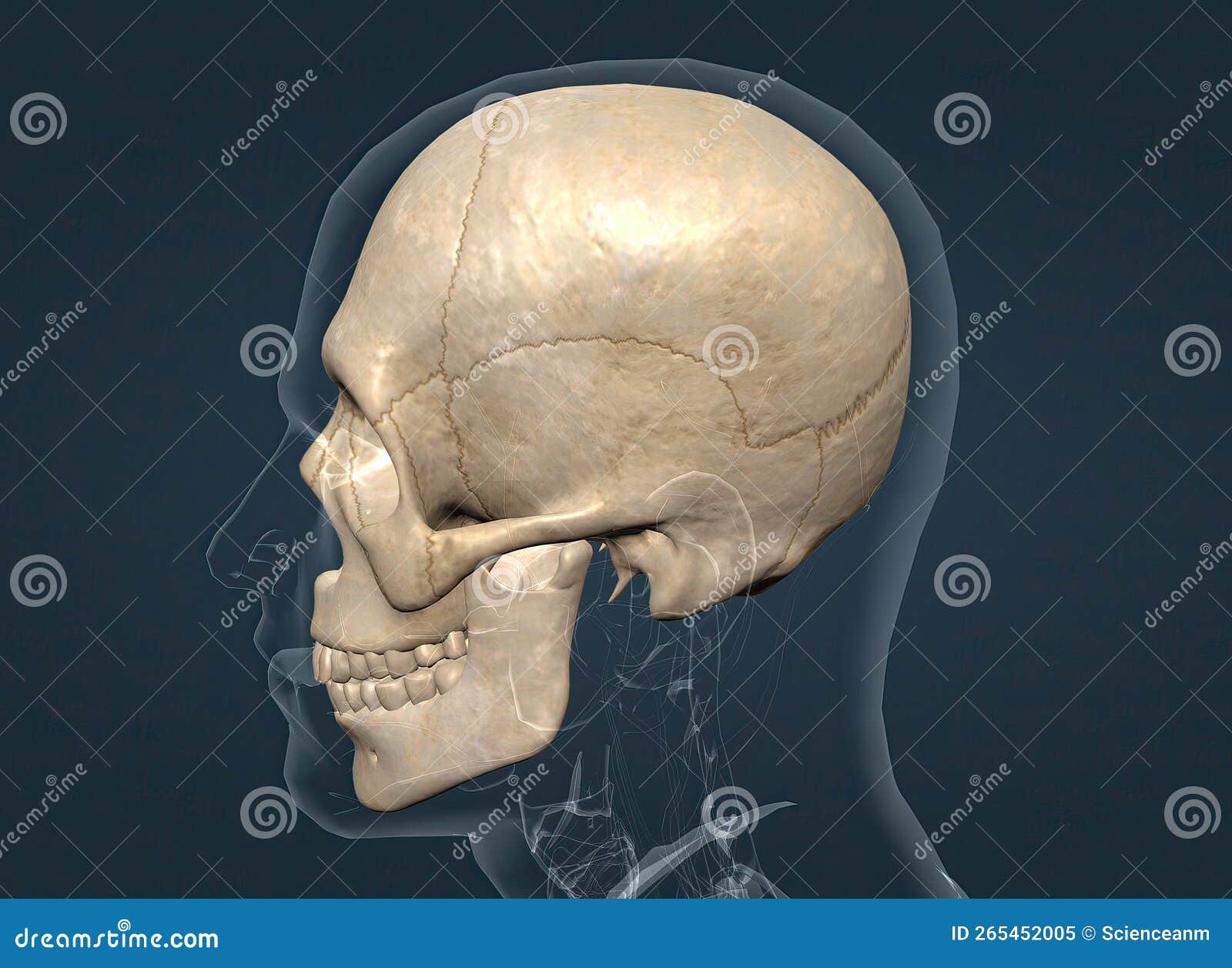 The Skull is a Bone Protective Cavity for the Brain Stock Illustration ...