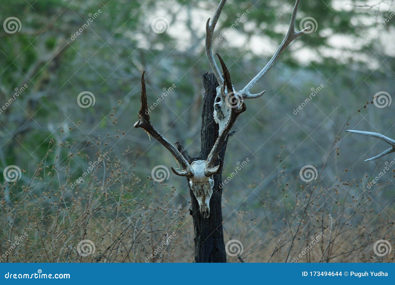 Animal Skulls Hung on Dead Trees Stock Photo - Image of ancient, dune ...