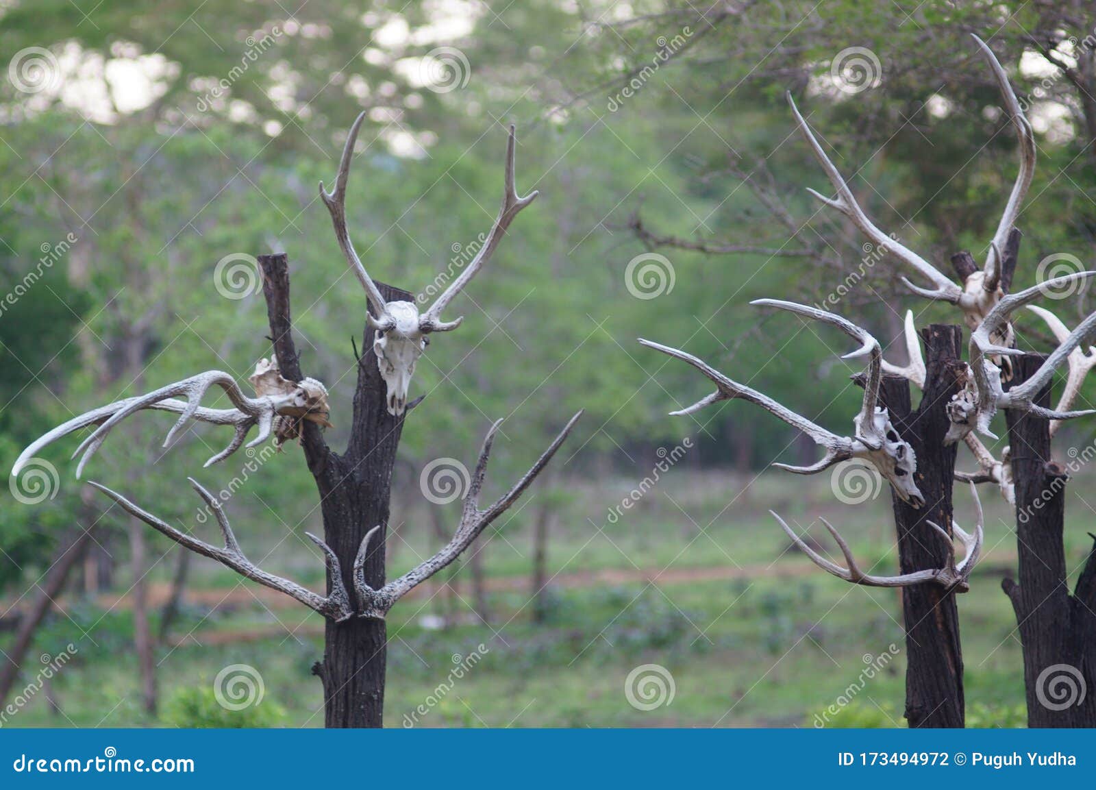 Animal Skulls Hung on Dead Trees Stock Photo - Image of halloween ...