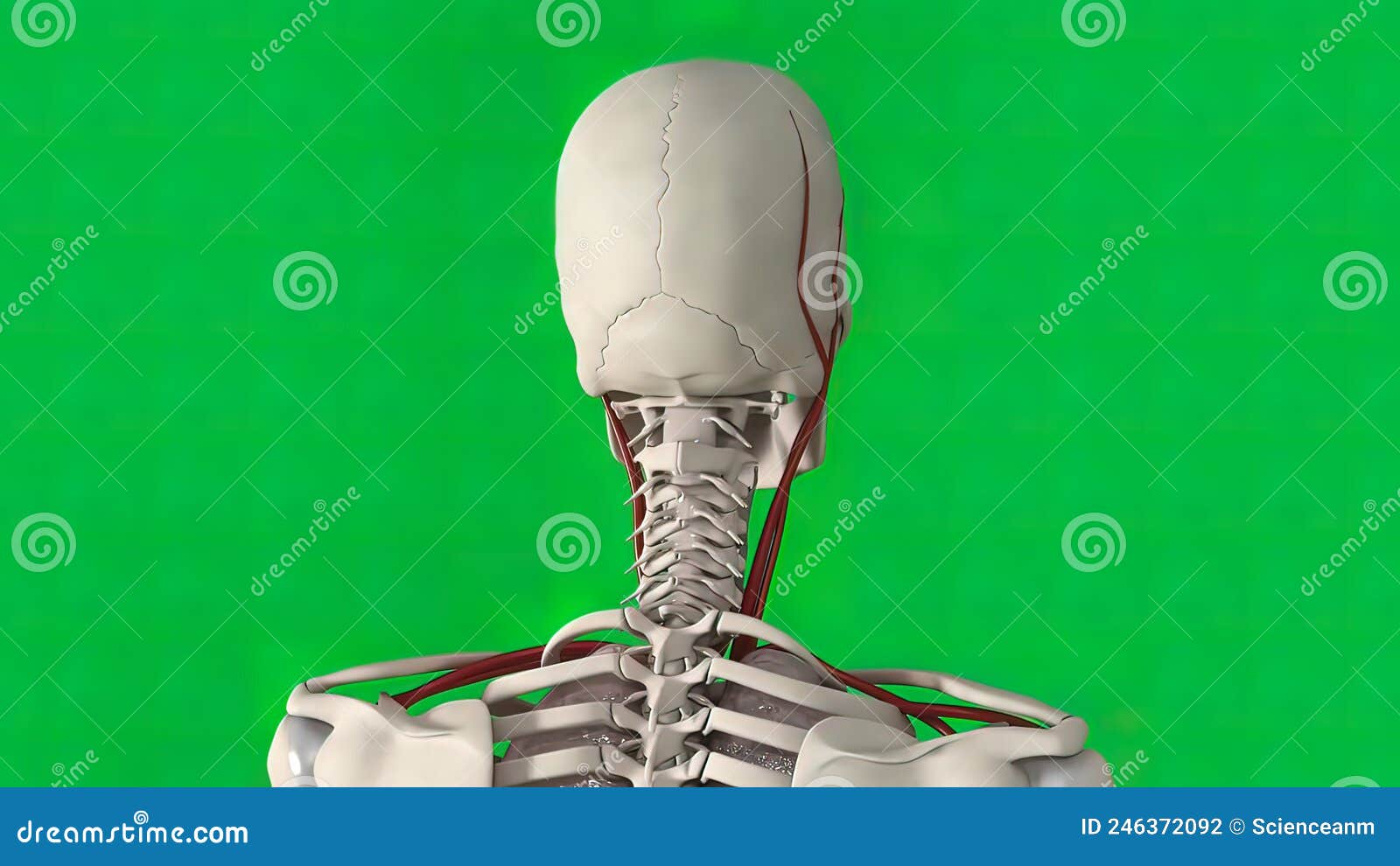 The Skull is a Bone Structure that Forms the Head in Vertebrates Stock ...