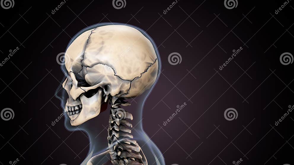 3d Illustration of Human Skeleton Skull Anatomy. Stock Illustration ...