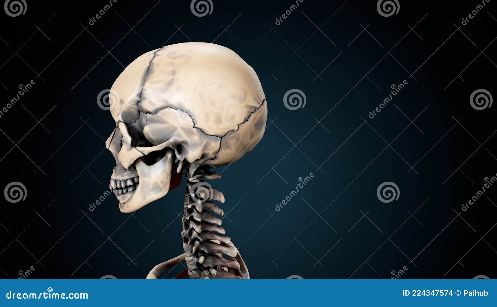 3d Illustration of Human Skeleton Skull Anatomy. Stock Illustration ...