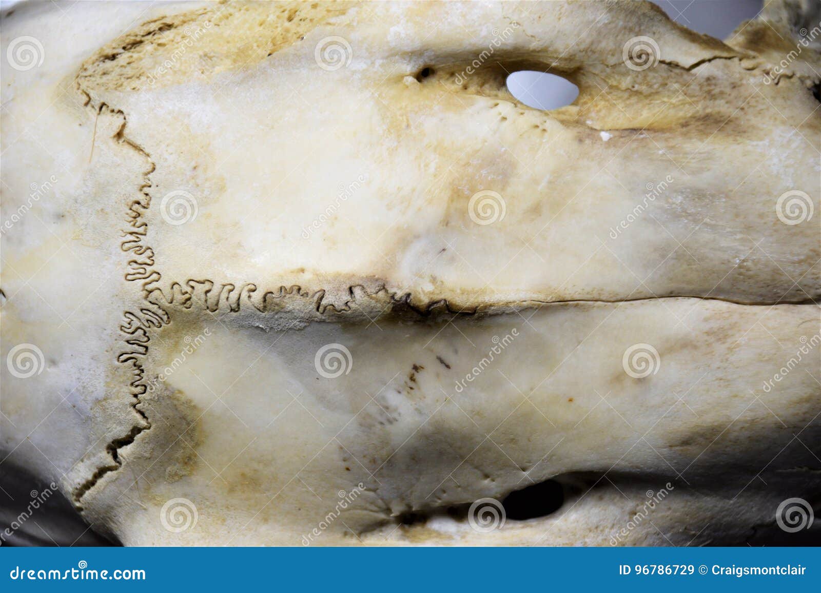 Skull Bone Suture Deer Joint Stock Image - Image of bone, joint: 96786729
