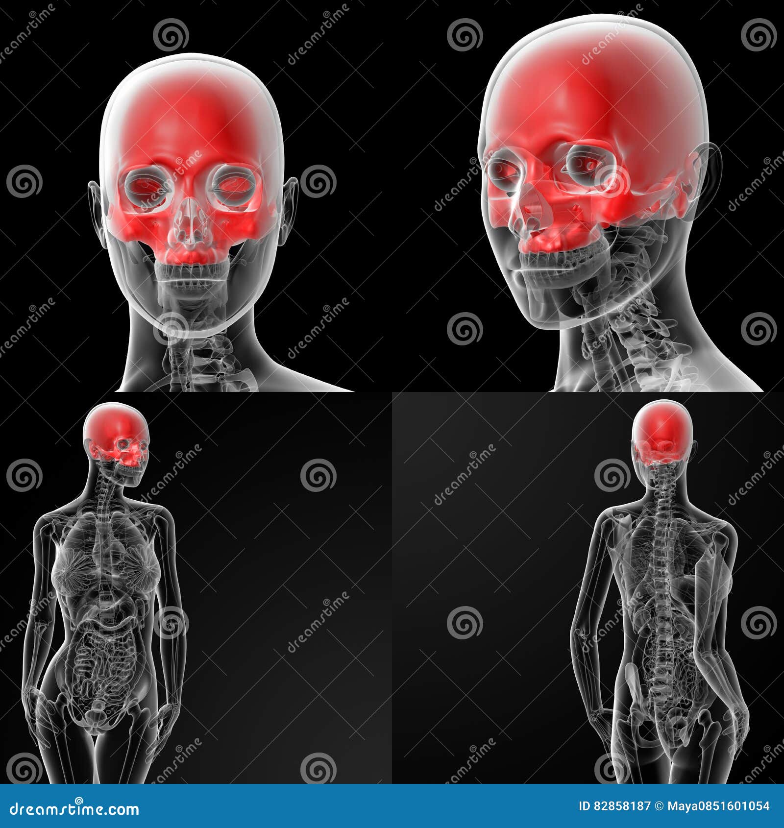 Skull bone - upper half stock illustration. Illustration of dark - 82858187