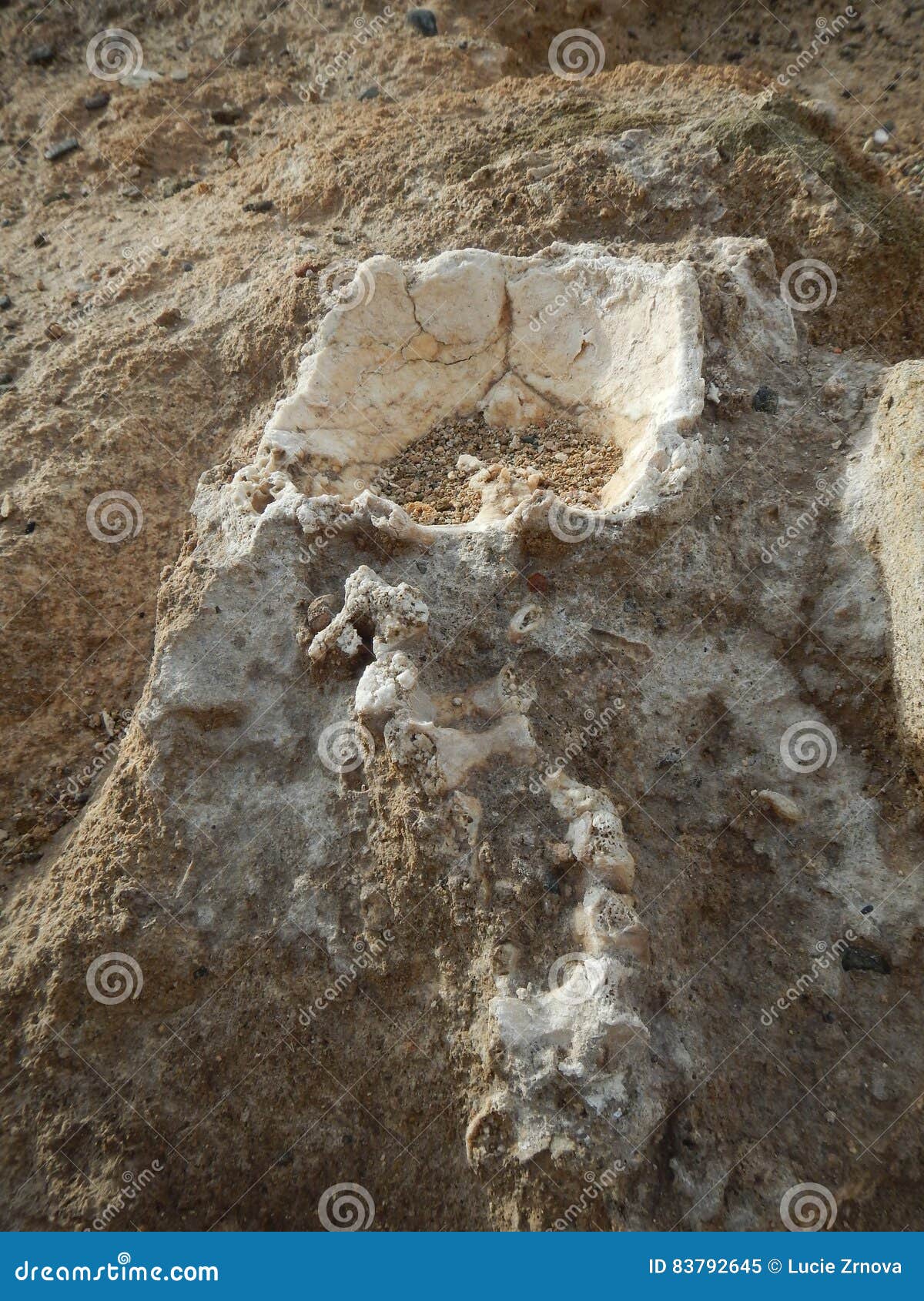 Skull and Bones in an Ancient Excavation Site Stock Image - Image of ...