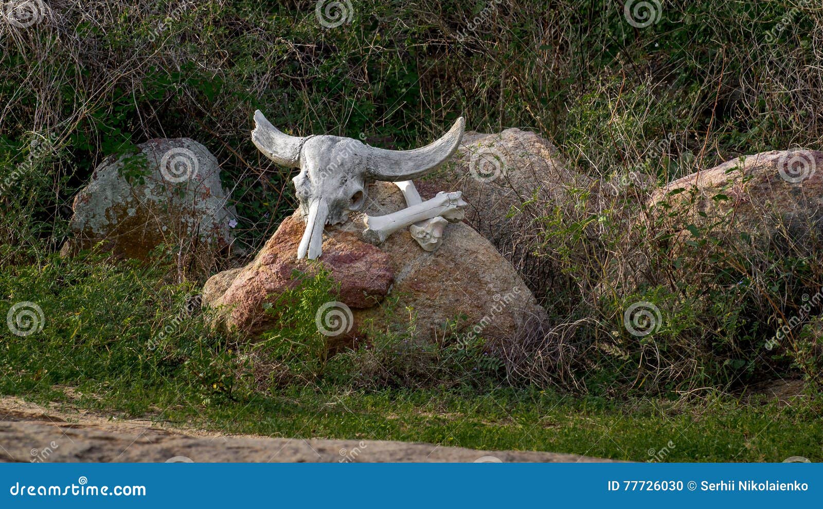 Skull and Bones of the Buffalo. Death. Stock Photo - Image of buffalo ...