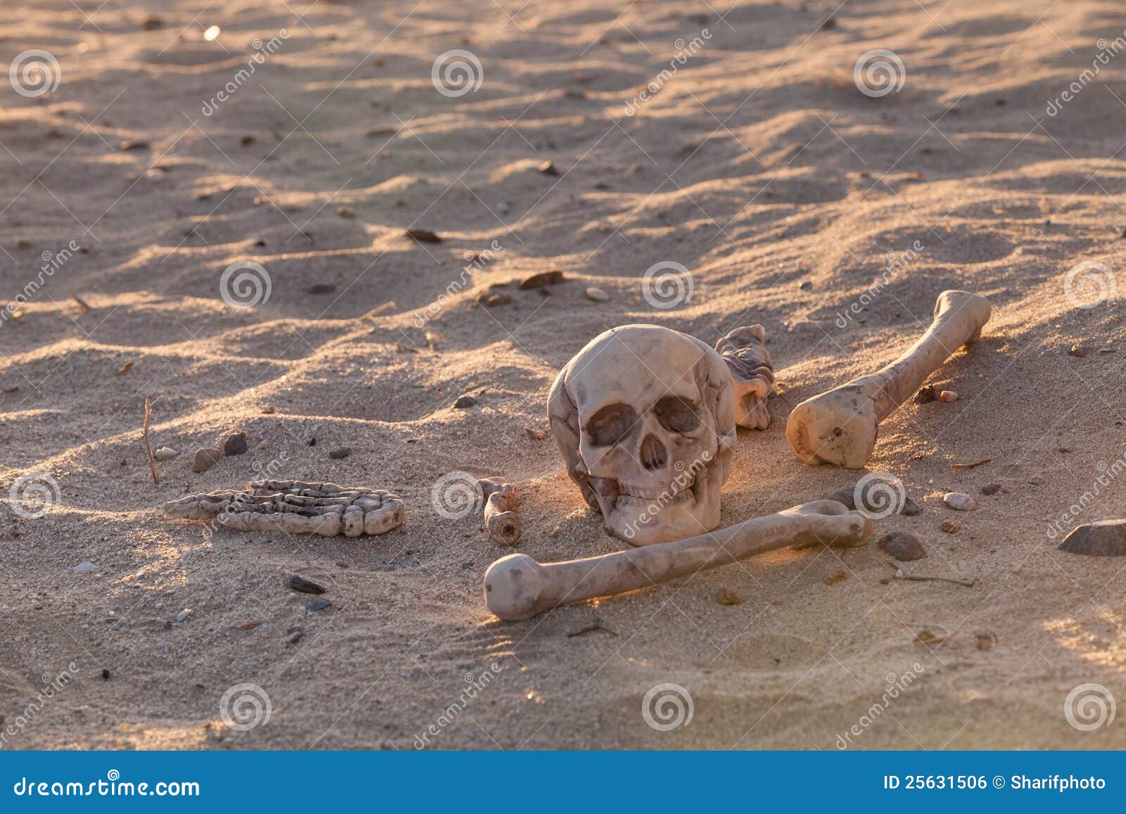 Skull and Bones in Morning Desert Stock Photo - Image of morning, human ...