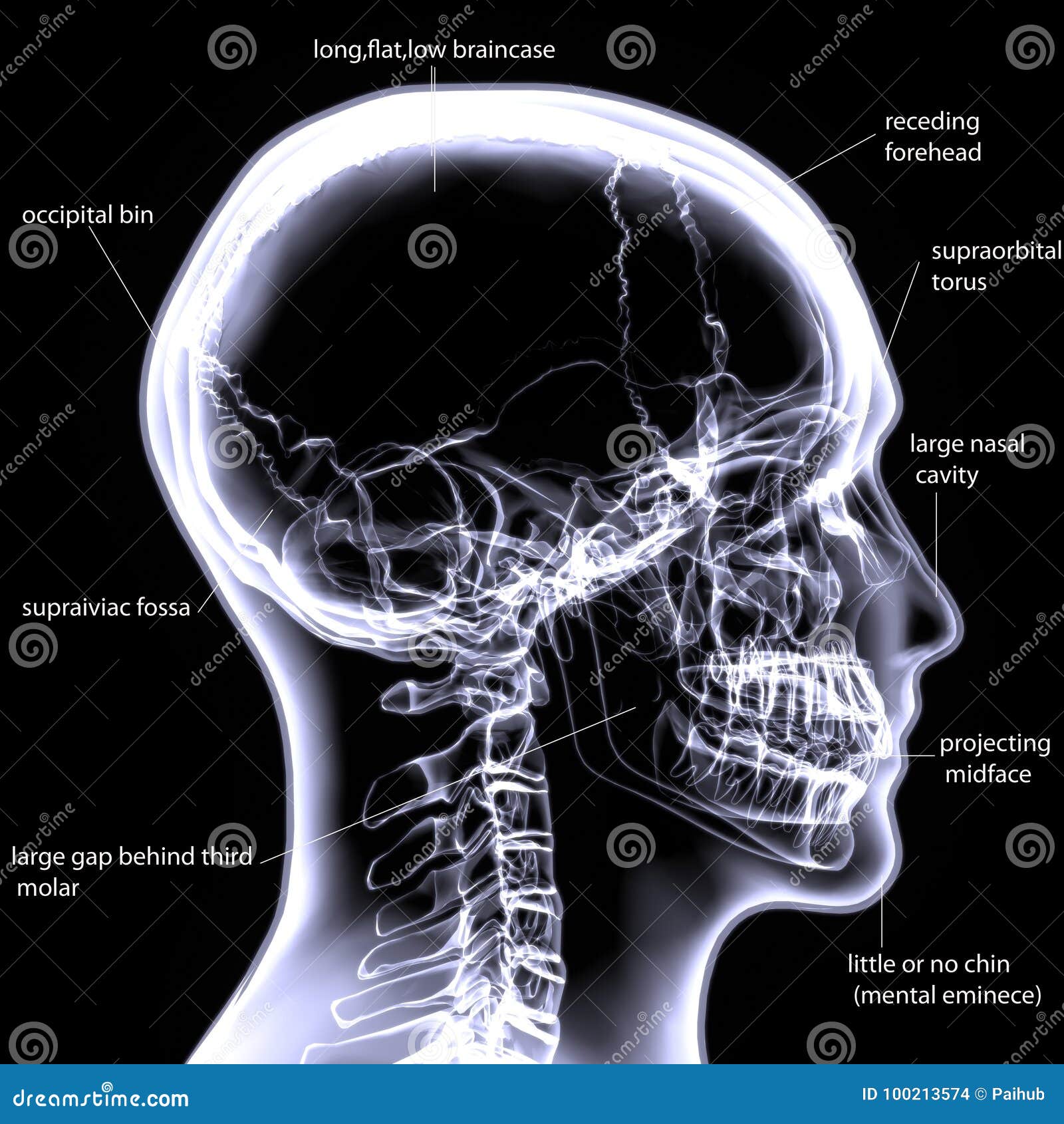 3d Illustration of Human Body Skull Anatomy Stock Illustration ...