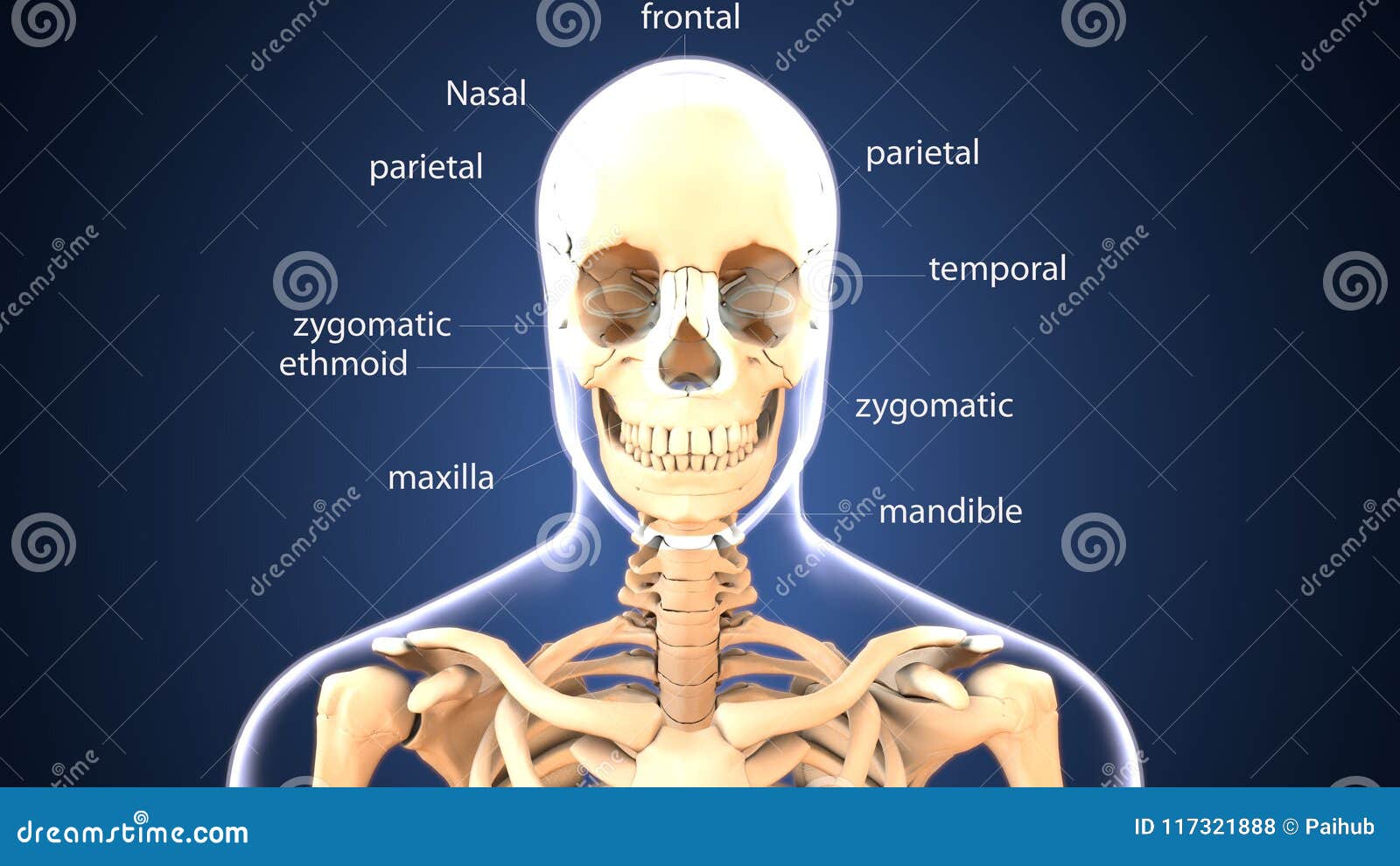 3d Illustration of Human Skull Anatomy Stock Illustration ...