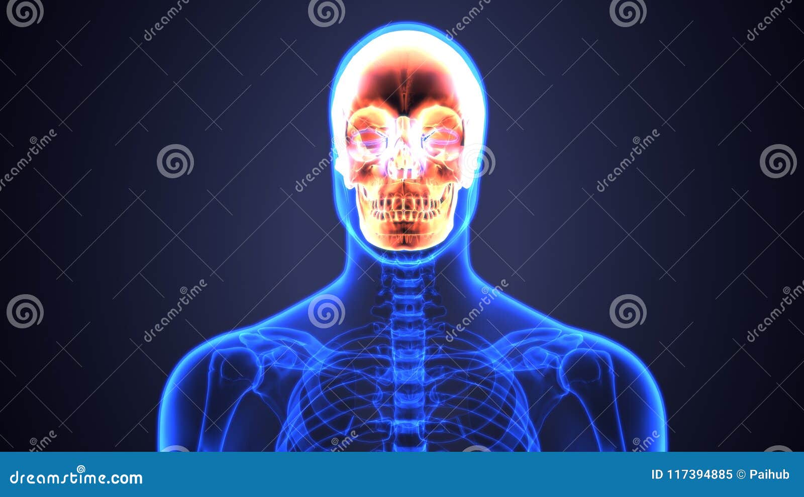 3d Illustration of Human Skull Anatomy Diagram | Periodic Stock ...