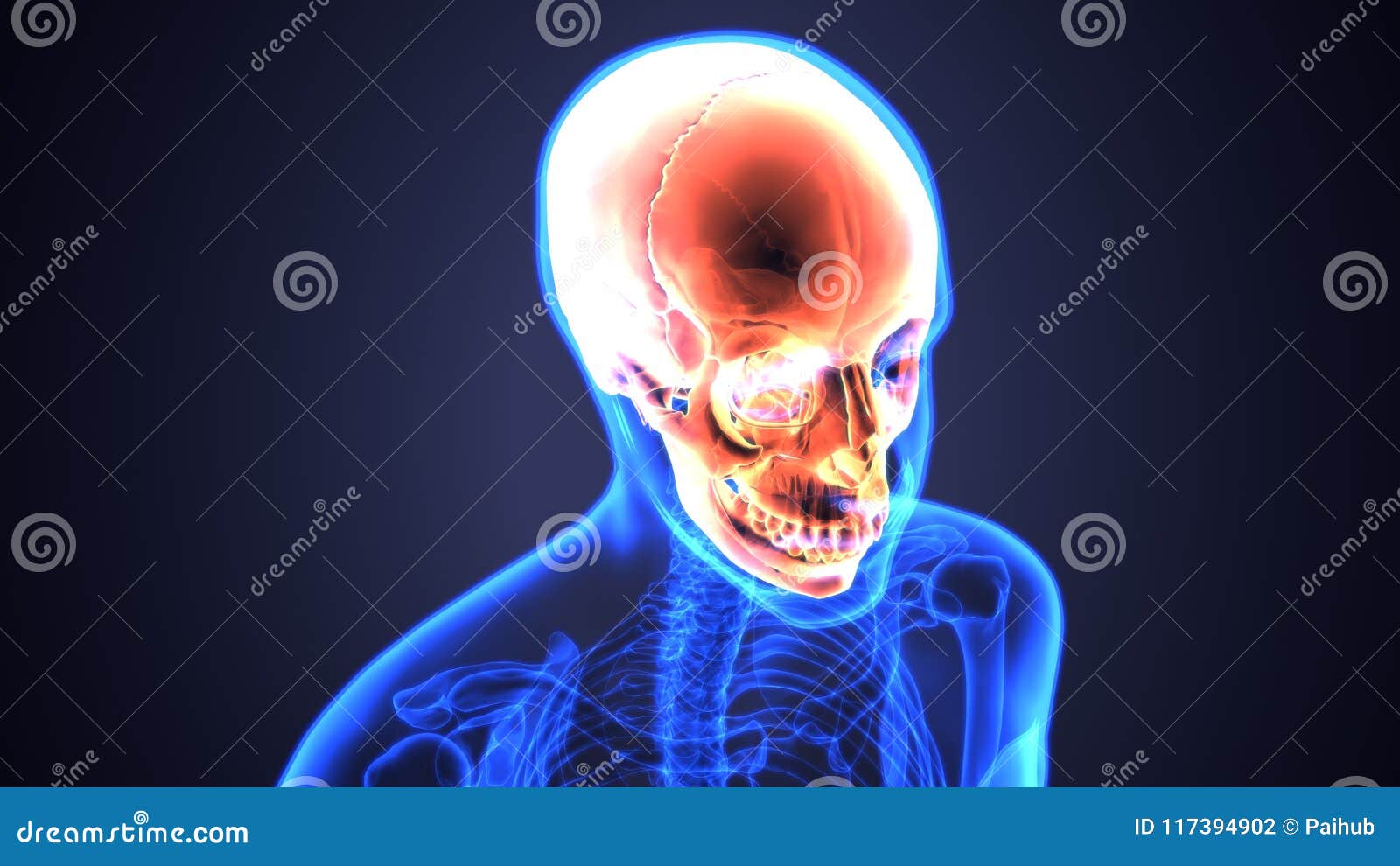 3d Illustration of Human Skull Anatomy Diagram | Periodic Stock ...