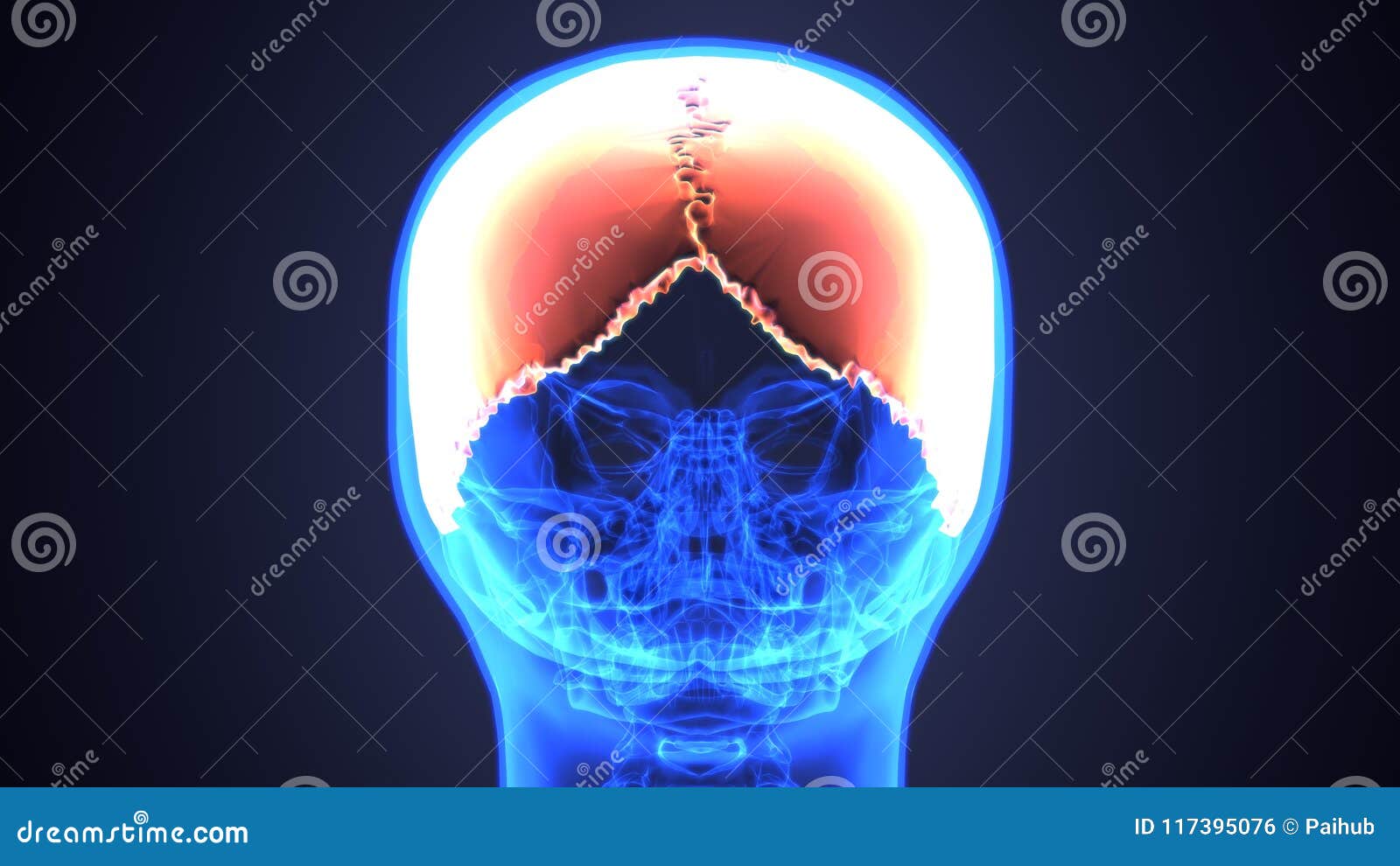 3d Illustration of Human Skeleton Skull Anatomy Stock Illustration ...