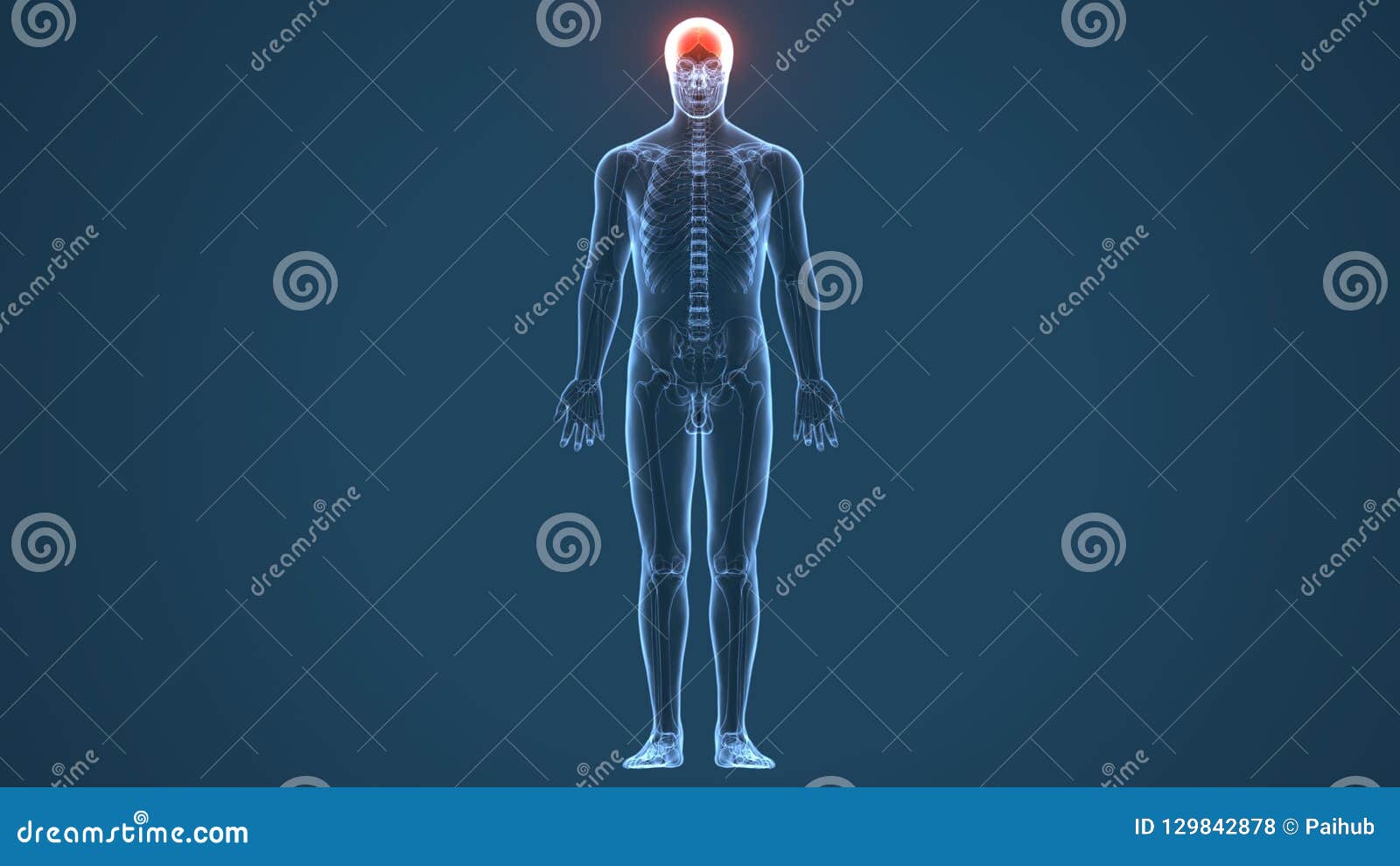 3d Illustration of Human Skull Anatomy Diagram of Skull Stock ...