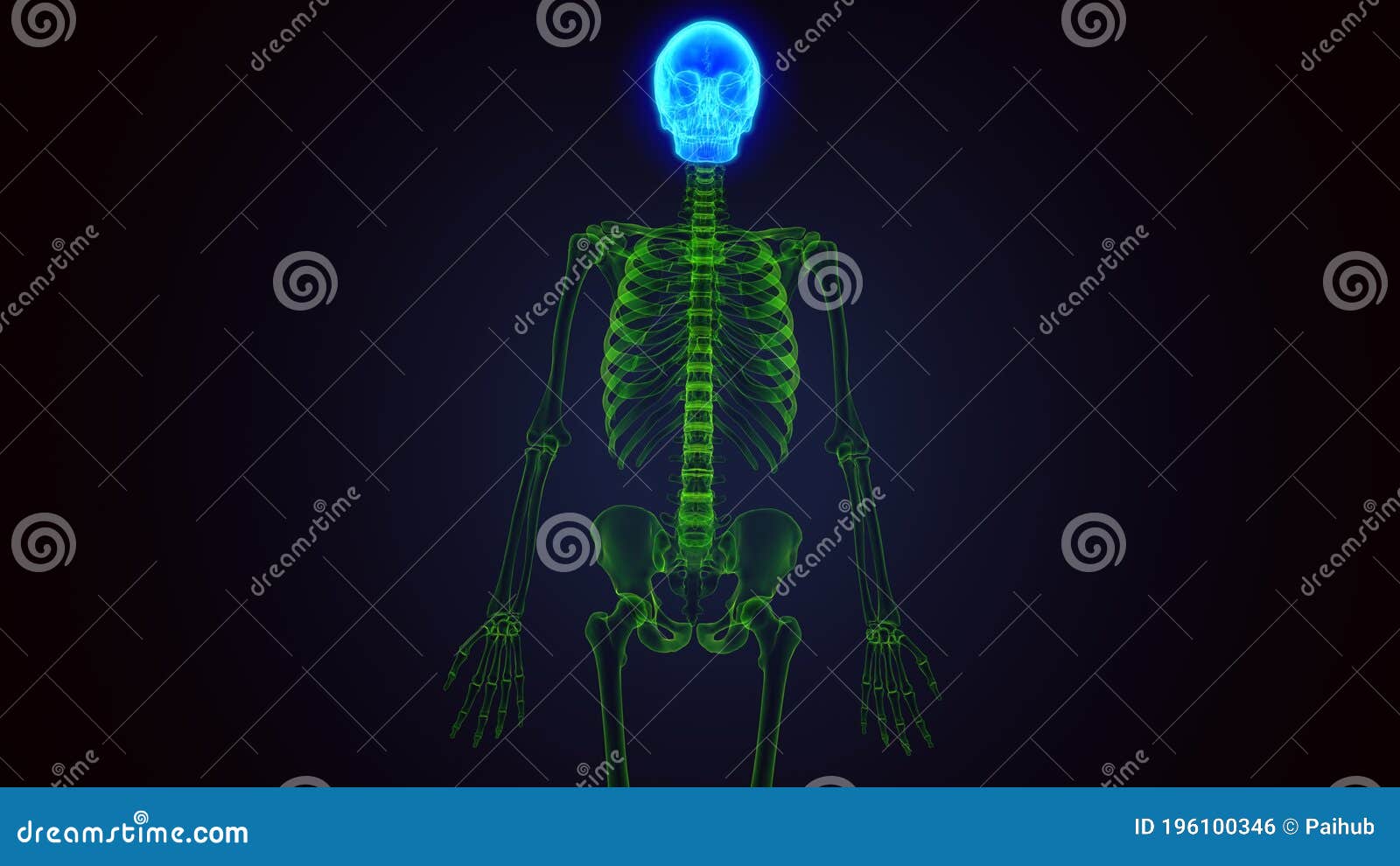3d Render of Human Skeleton Skull Anatomy Stock Illustration ...