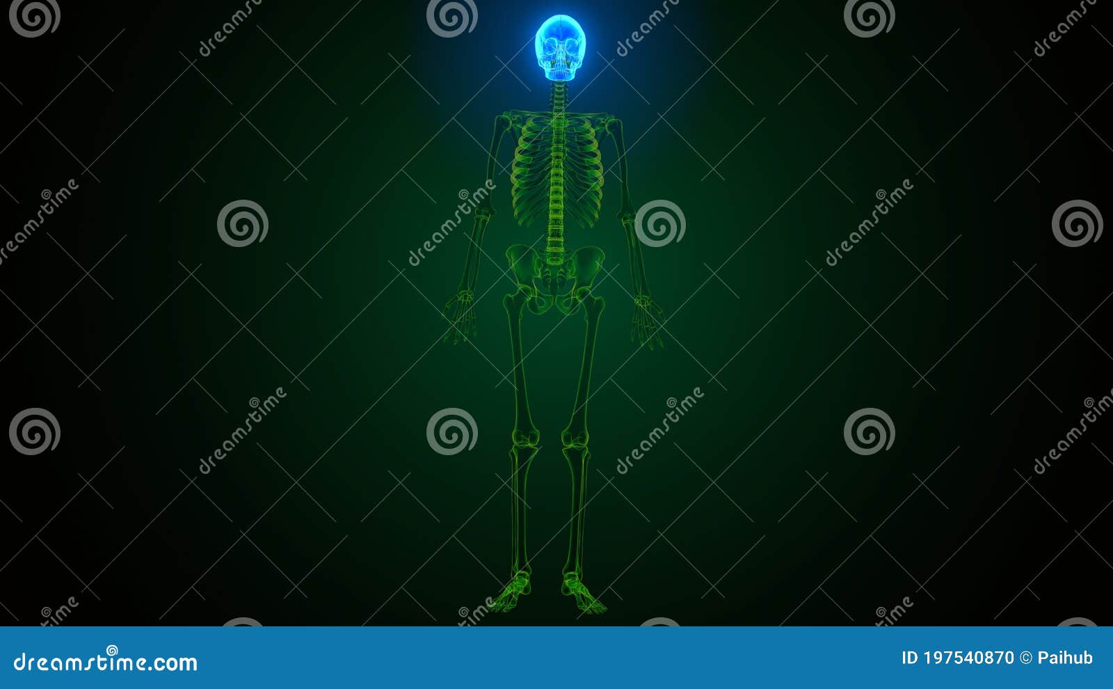 3d Render of Human Skeleton Skull Bone Anatomy Stock Illustration ...