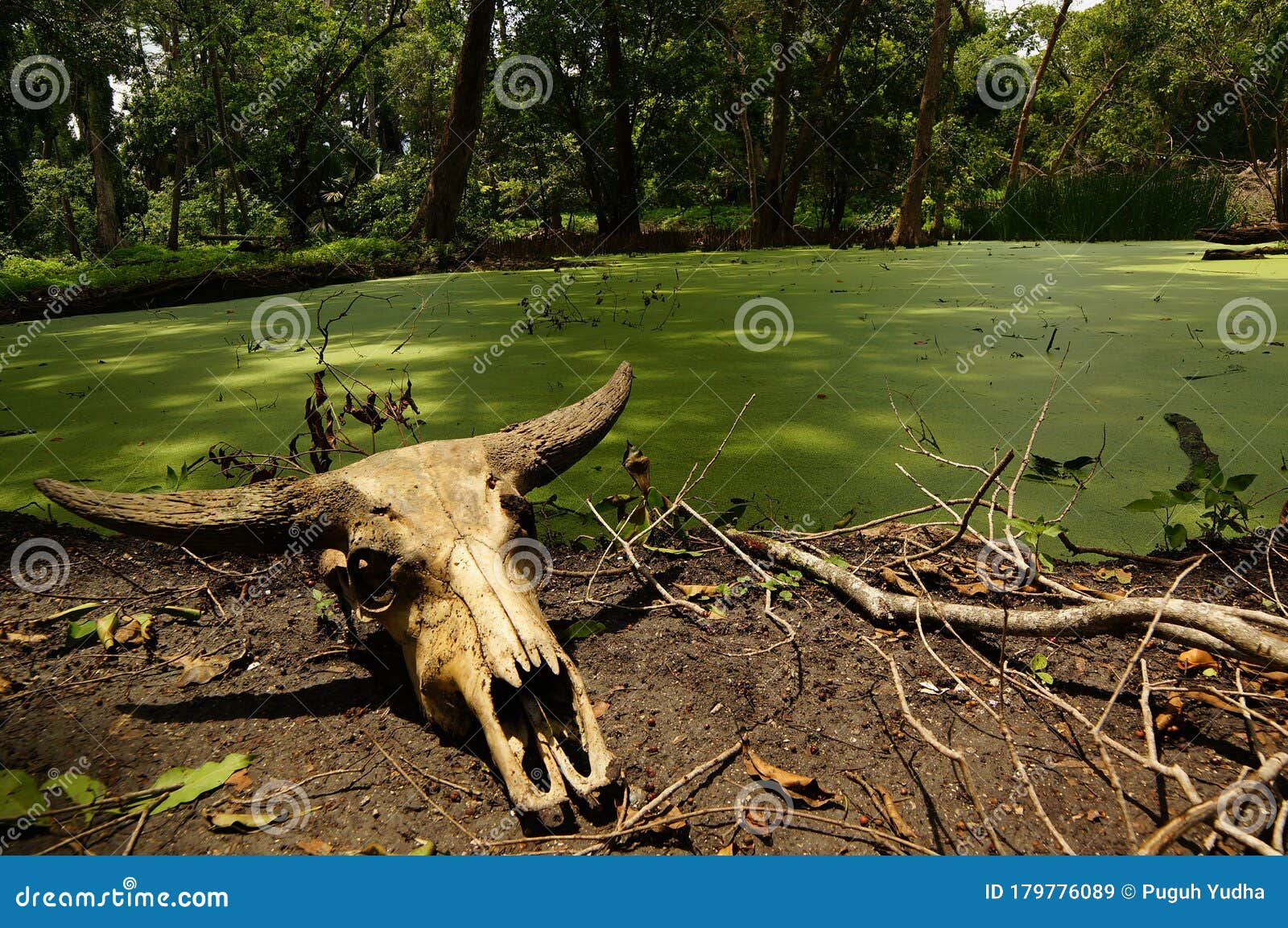 The Skull of a Buffalo Lying on the Ground Stock Image - Image of ...