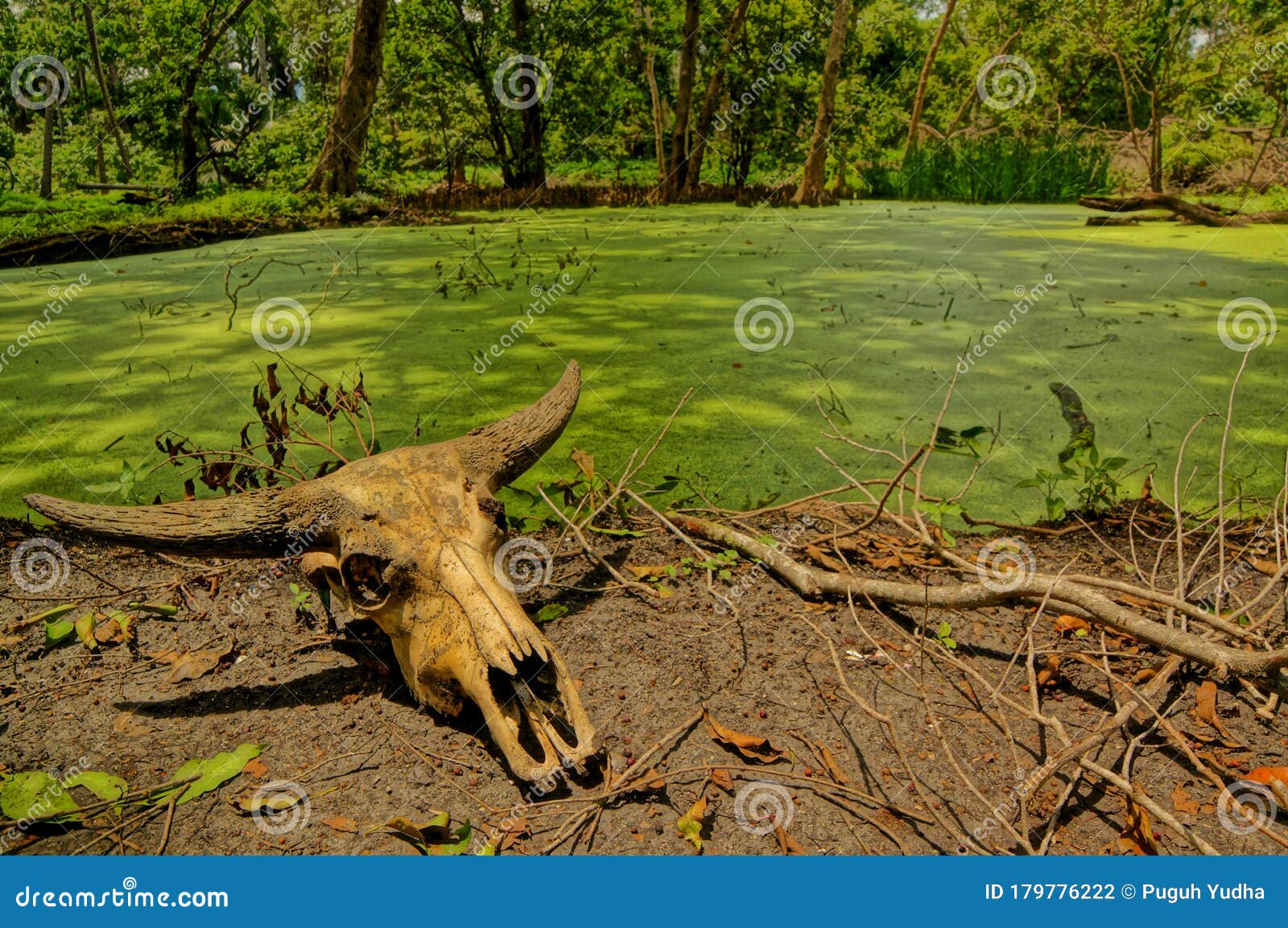 The Skull of a Buffalo Lying on the Ground Stock Photo - Image of ...