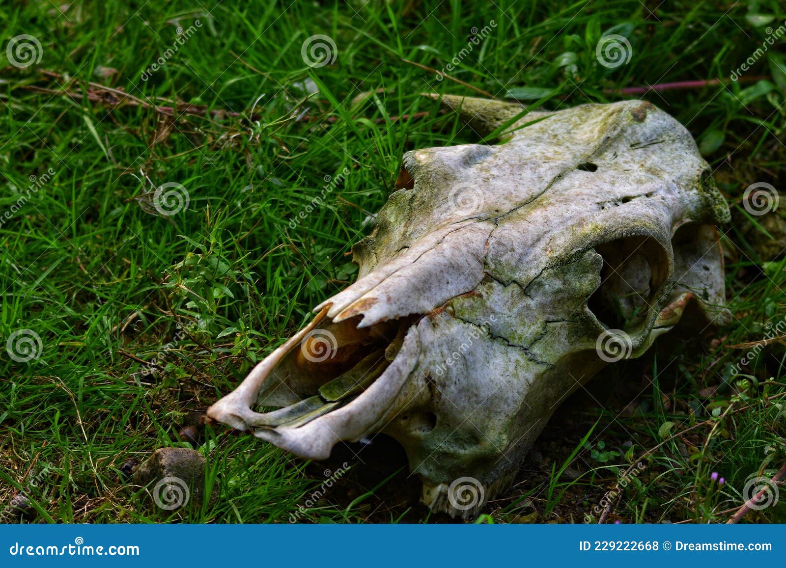 Skull of a Bull in the Grass Stock Photo - Image of wildlife, sculpture ...