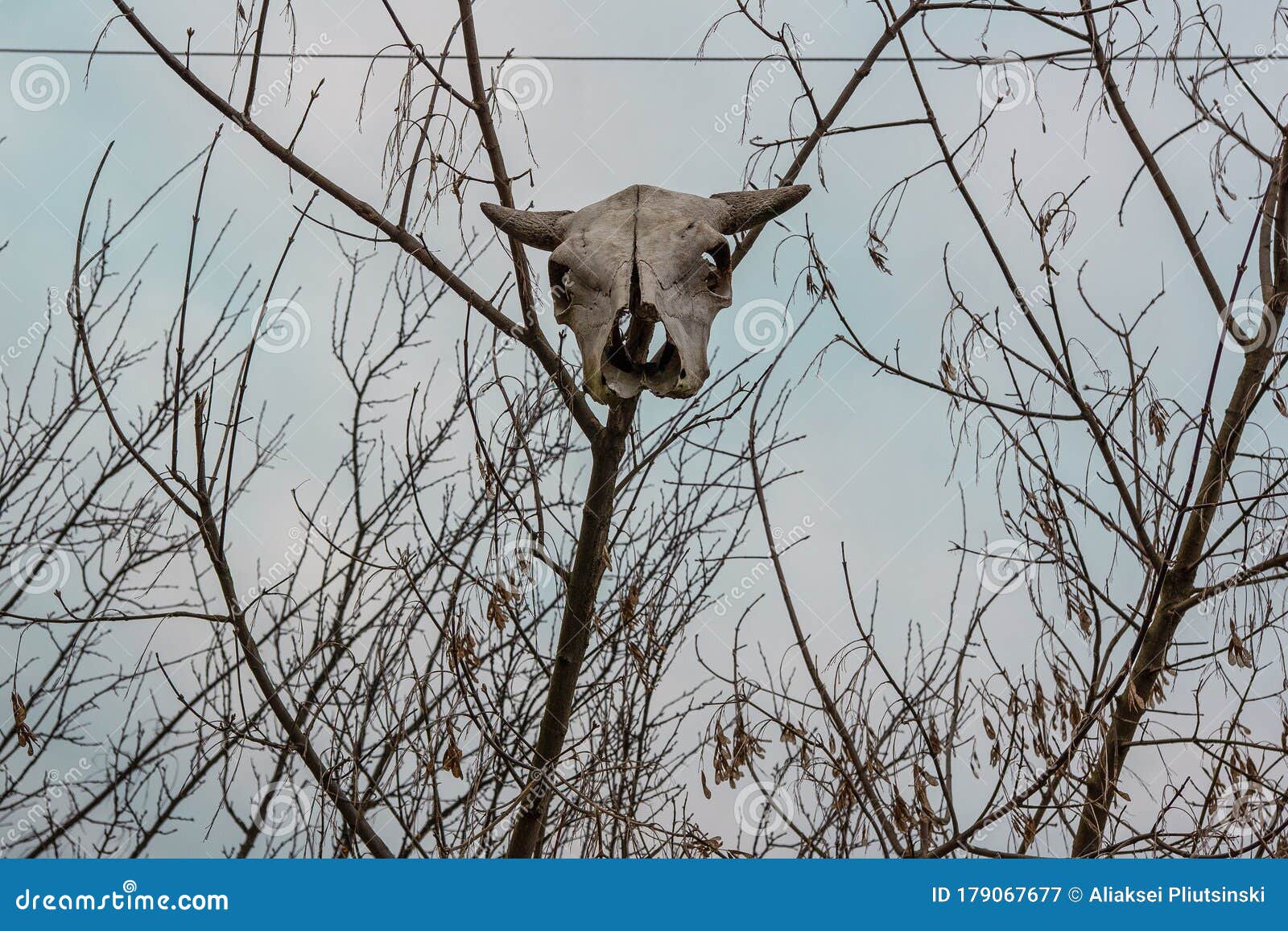 Skull of a Bull Hanging on a Tree Stock Image - Image of cattle, animal ...