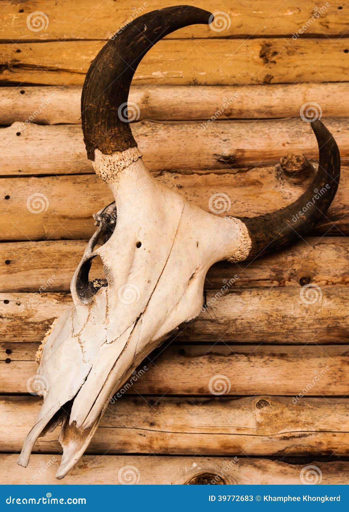 Skull of bull stock image. Image of buffalo, bison, skull - 39772683
