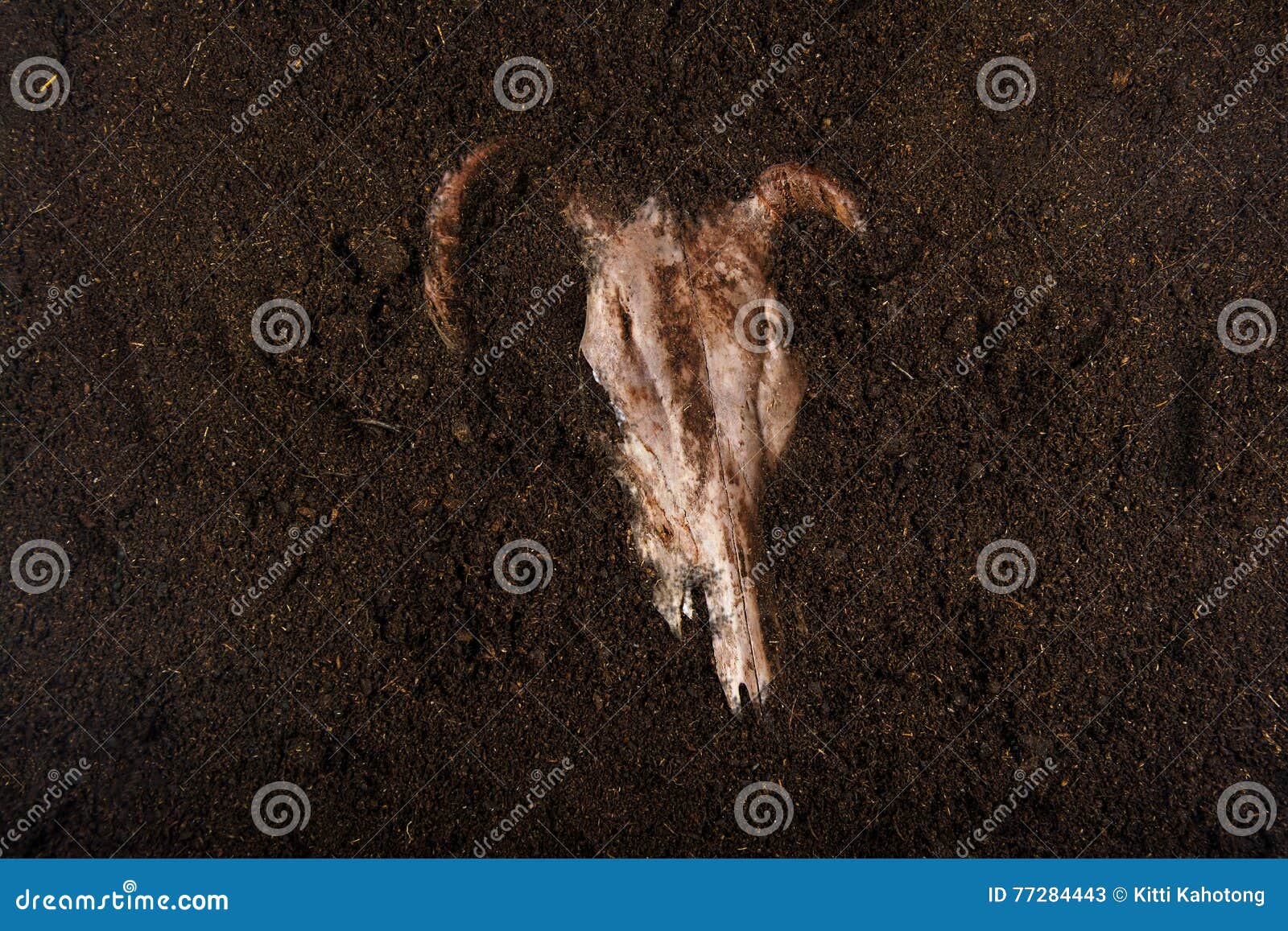 Skull buried in the ground stock image. Image of grave - 77284443