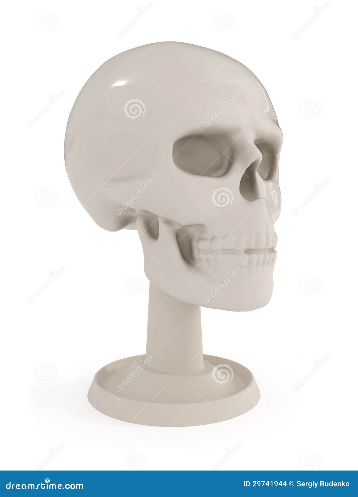 Skull Bust - Human Anatomy Isolated on White Stock Illustration ...