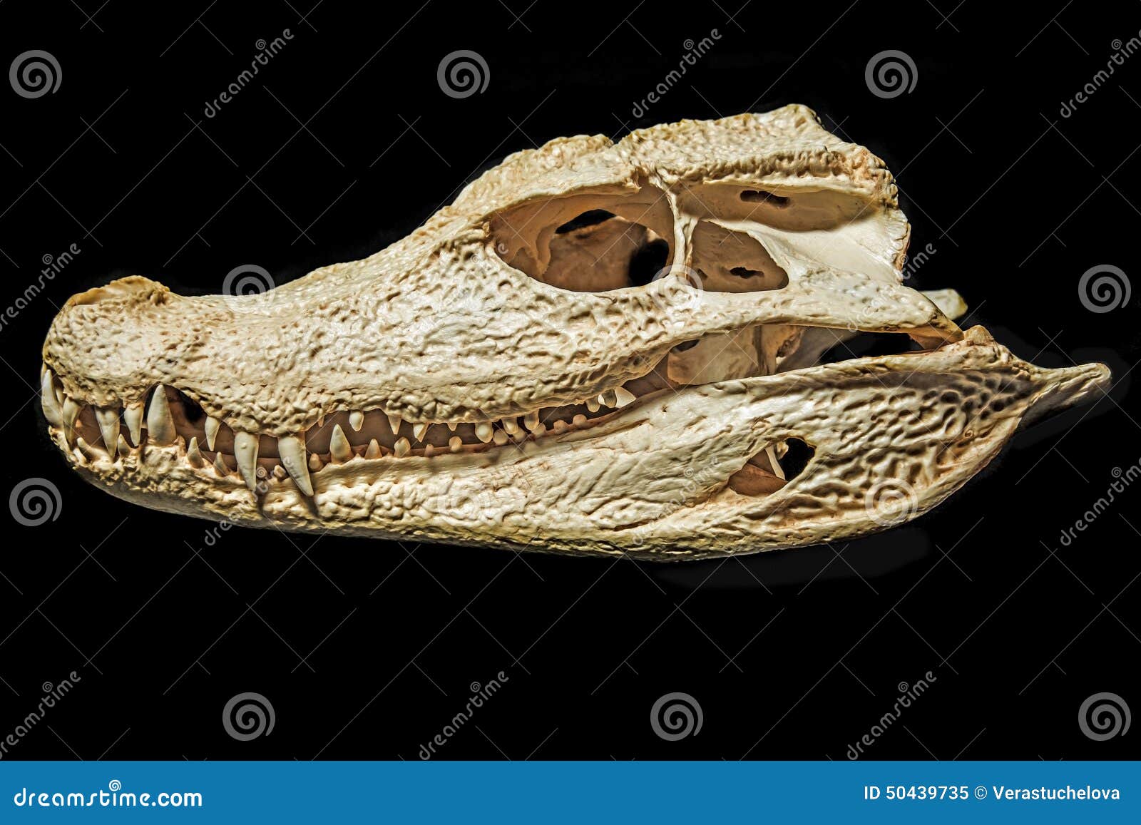 Skull of caiman stock image. Image of education, medical - 50439735