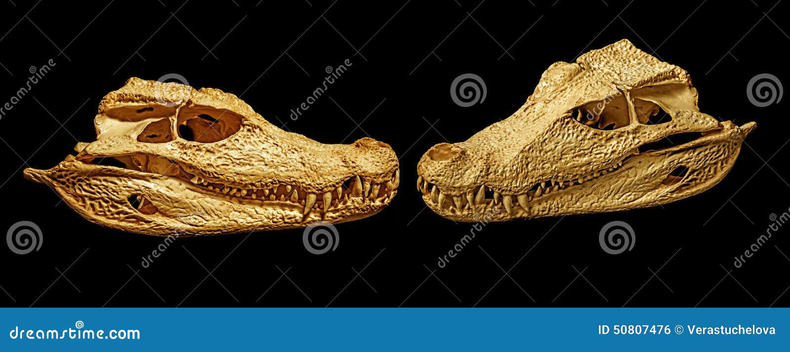 Skull of caiman stock photo. Image of teeth, nature, bone - 50807476
