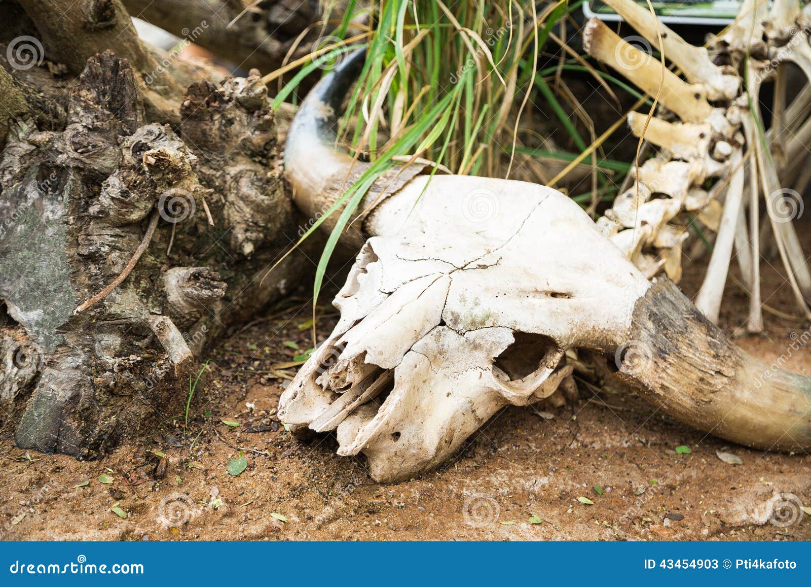 Skull Cattle, Remains, Skeleton Stock Image - Image of brown, hell ...