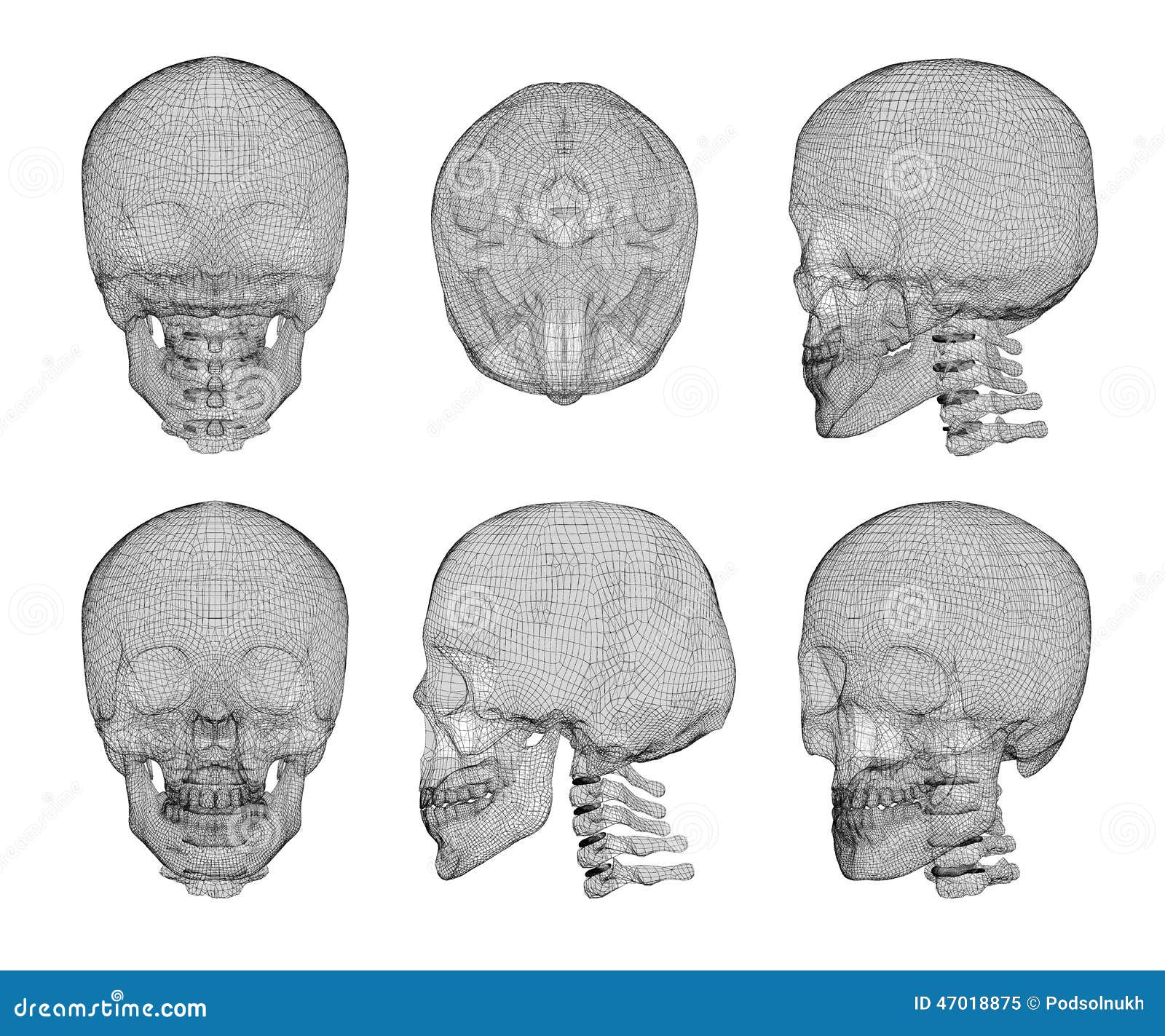 Skull And Cervical Vertebrae Stock Photography | CartoonDealer.com ...