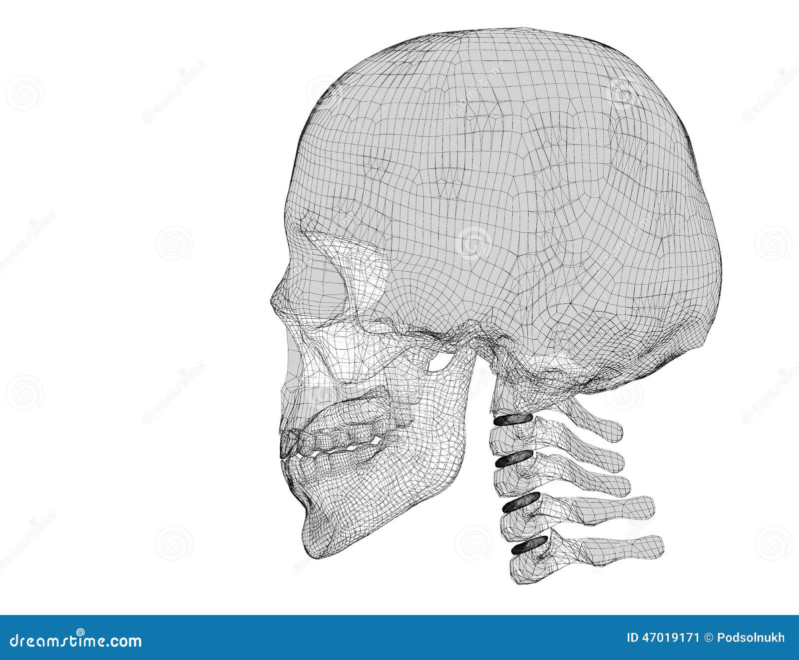 Skull and Cervical Vertebrae Stock Illustration - Illustration of evil ...