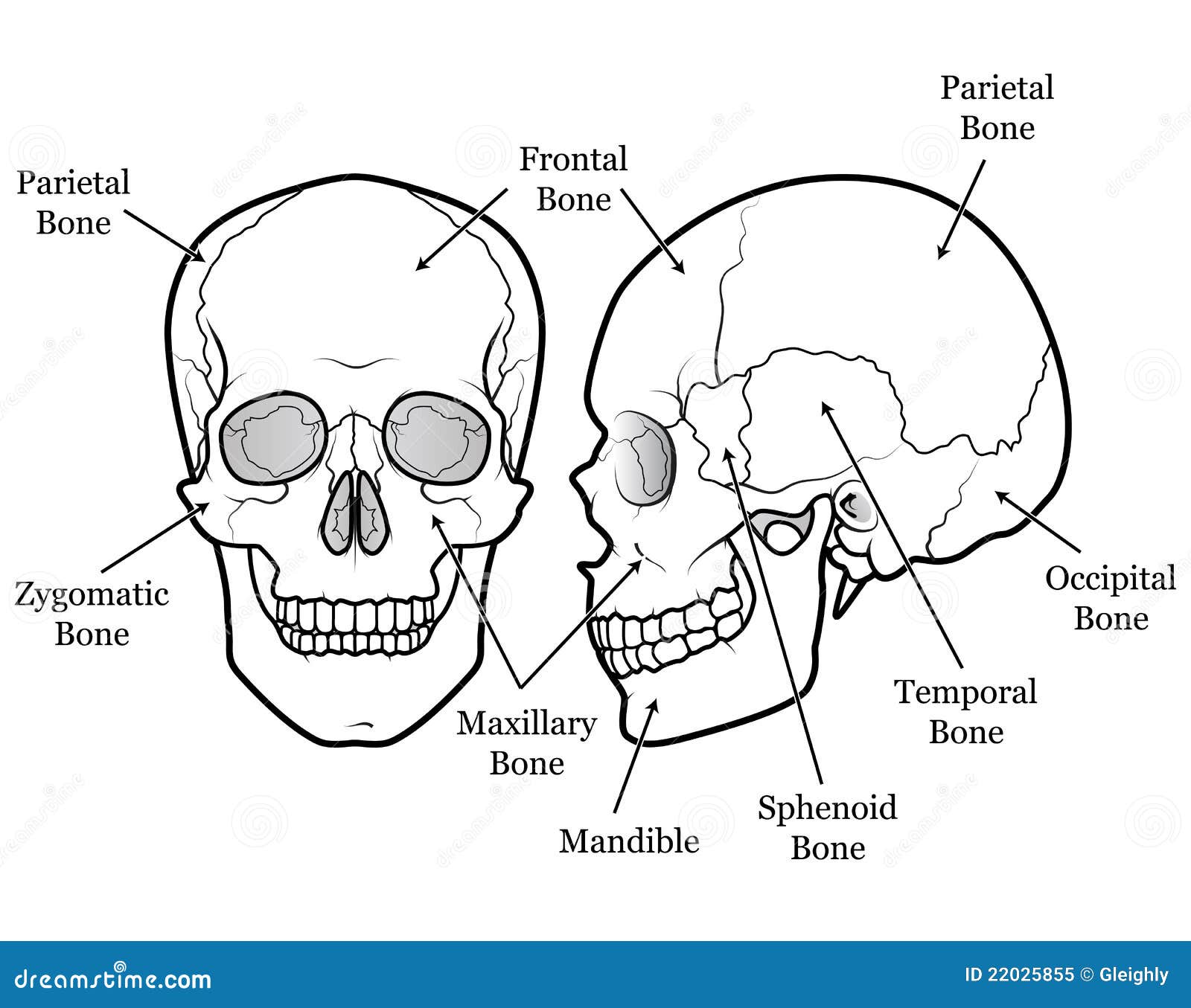 Skull Chart Royalty Free Stock Photo - Image: 22025855