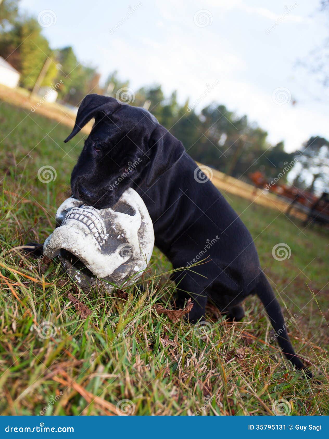 Skull chewing stock image. Image of paws, great, youth - 35795131