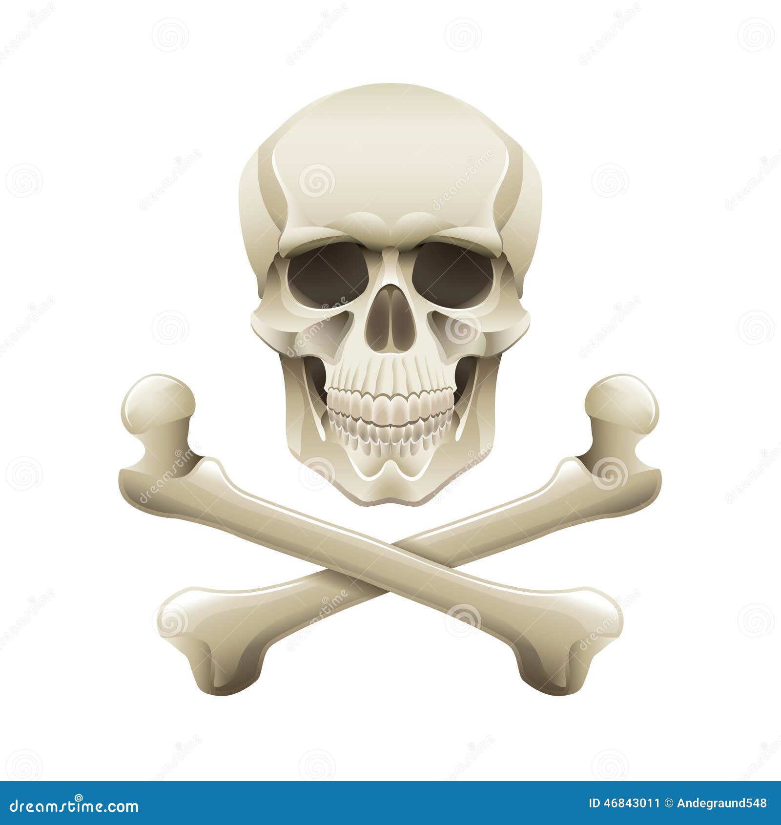 Skull and Crossbones Isolated on White Vector Stock Vector ...