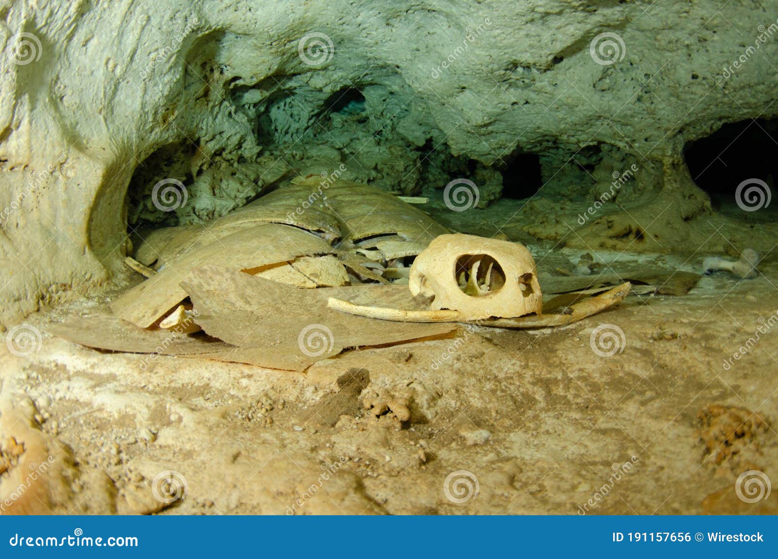 Skull and Crushed Shell of a Dead Turtle in an Underwater Cave Stock ...