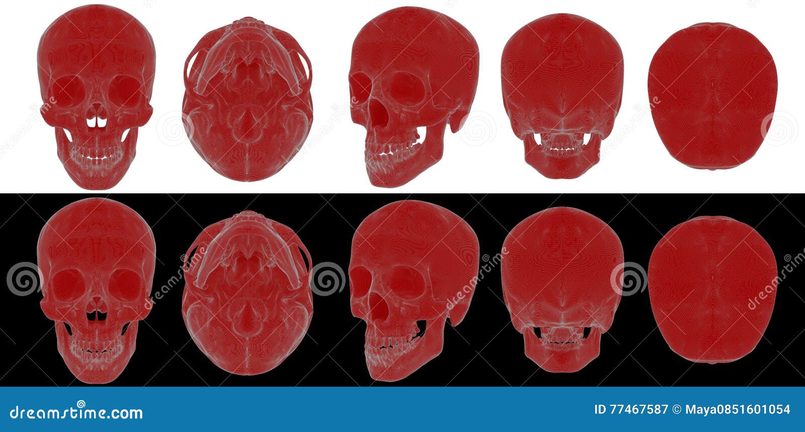 Skull stock illustration. Illustration of face, luxury - 77467587